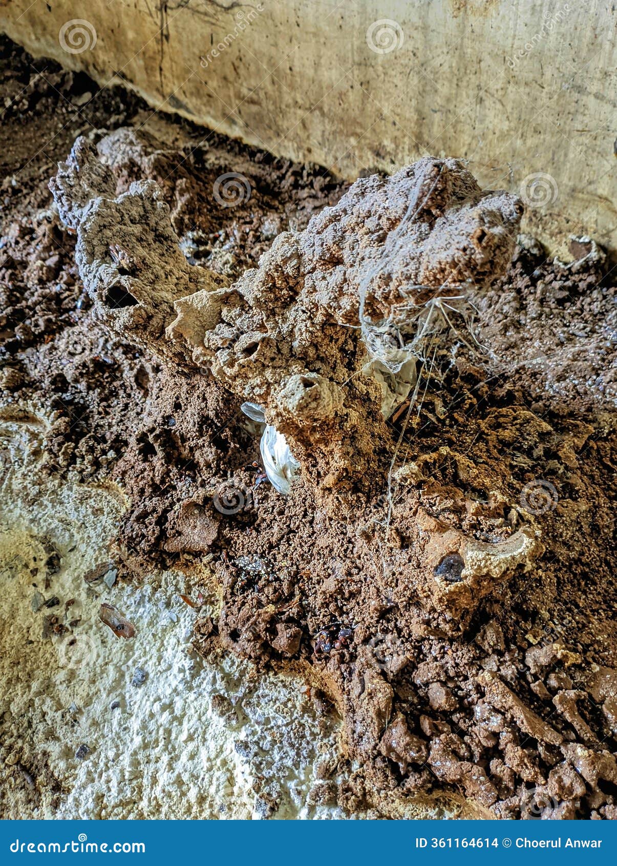 Termite Nests Royalty-Free Stock Photo | CartoonDealer.com #222648441