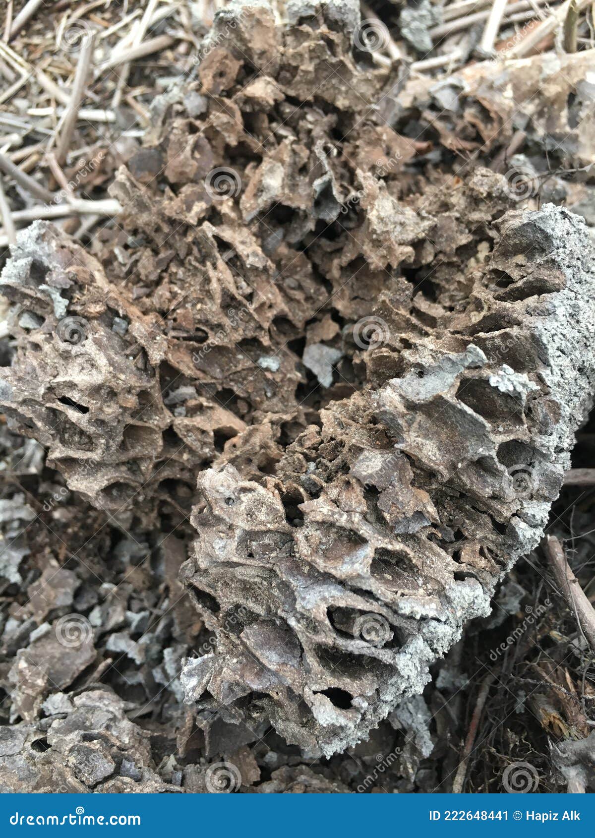 Termite Nests Stock Photography | CartoonDealer.com #118291970