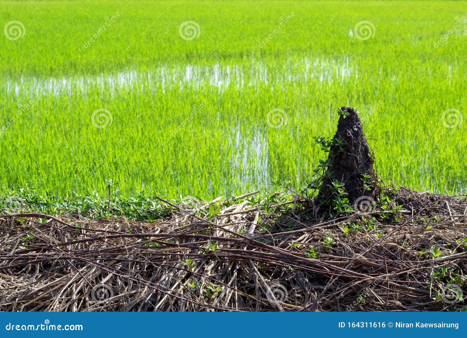 Termite Nests that Occur in the Fields Stock Photo - Image of ...