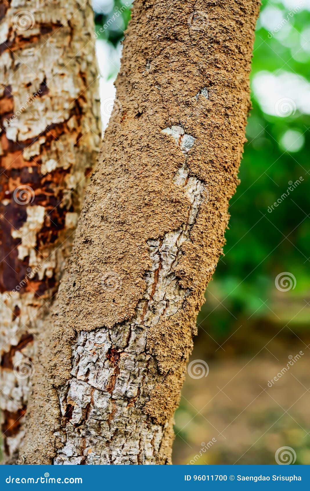 Termite nests stock photo. Image of forest, decay, closeup - 96011700