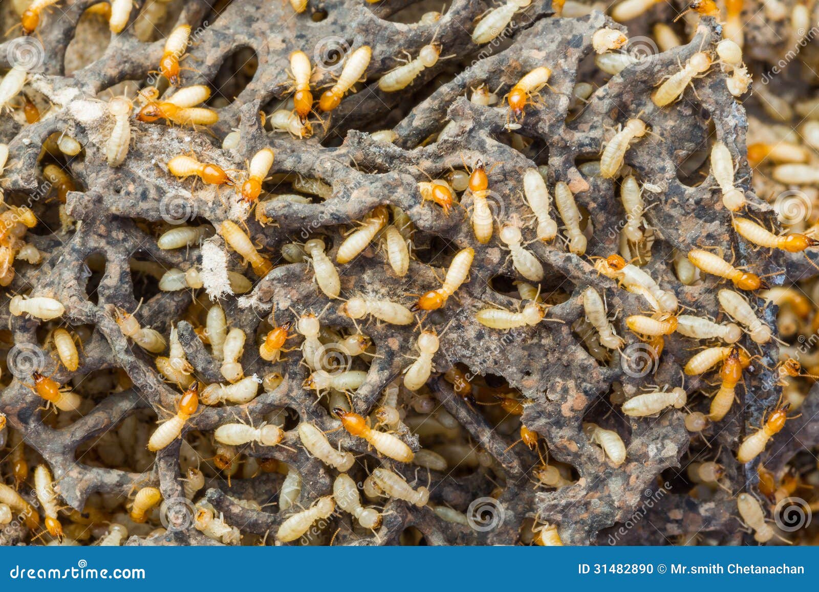 Termite Ou Fourmis Blanches Photo stock - Image du antique, bois: 31482890