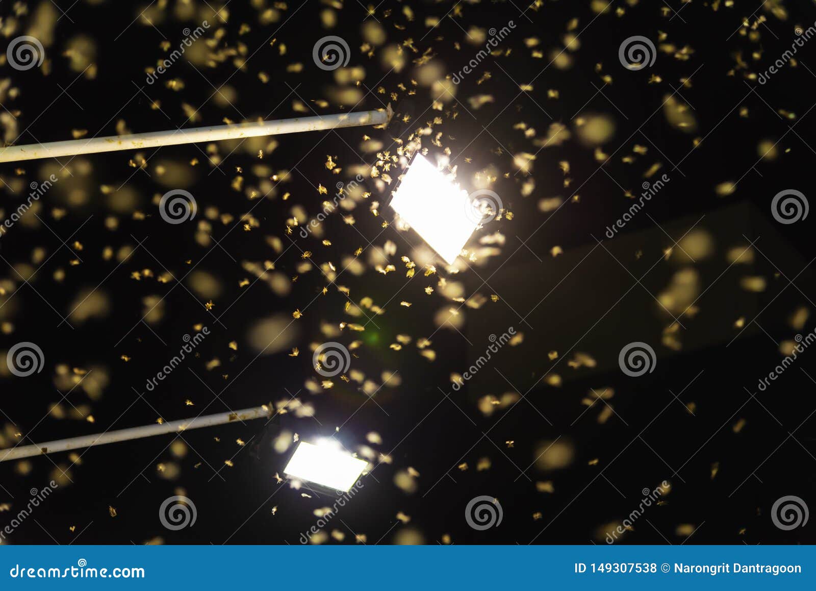 Termite Queen Flying at the Bright Lights Stock Photo - Image of adult ...
