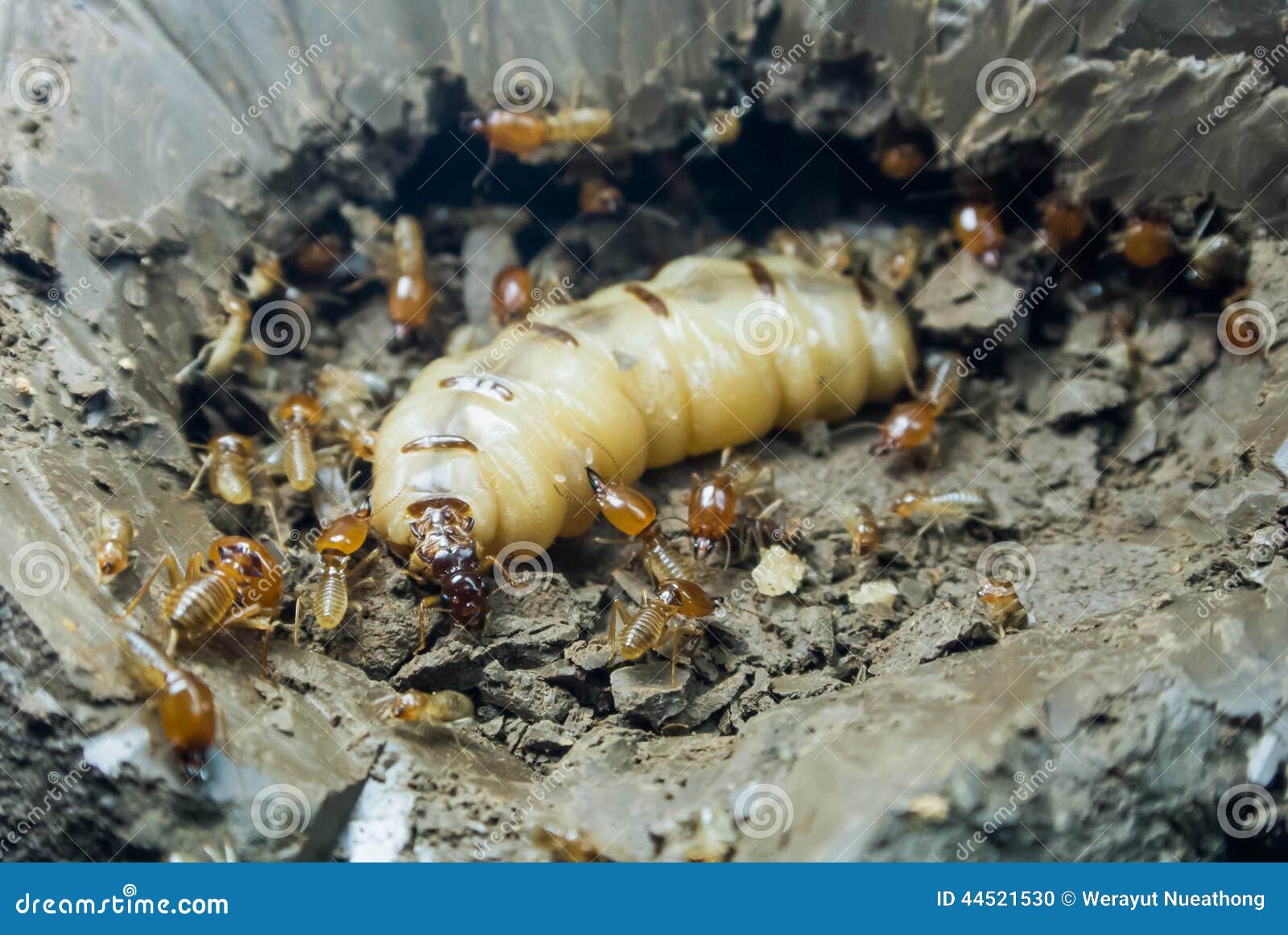 Termite stock photo. Image of closeup, soil, nuisance - 44521530