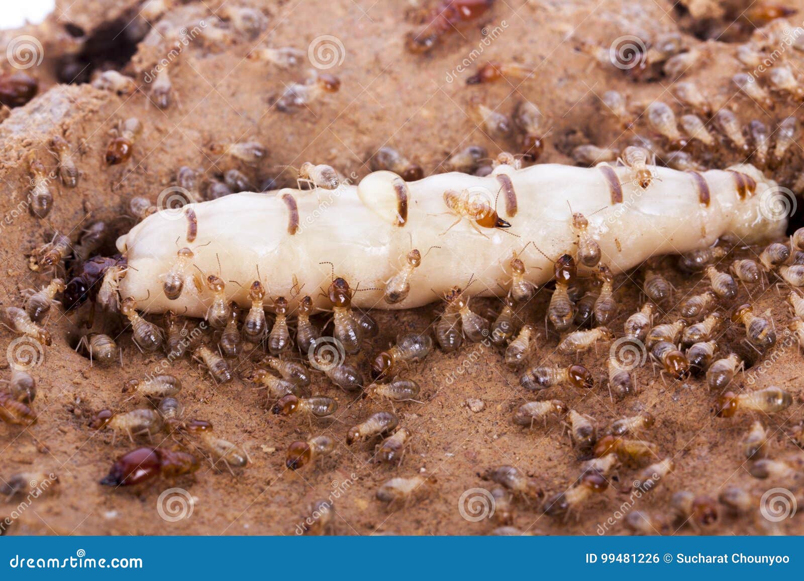 Termite Queen Dissection