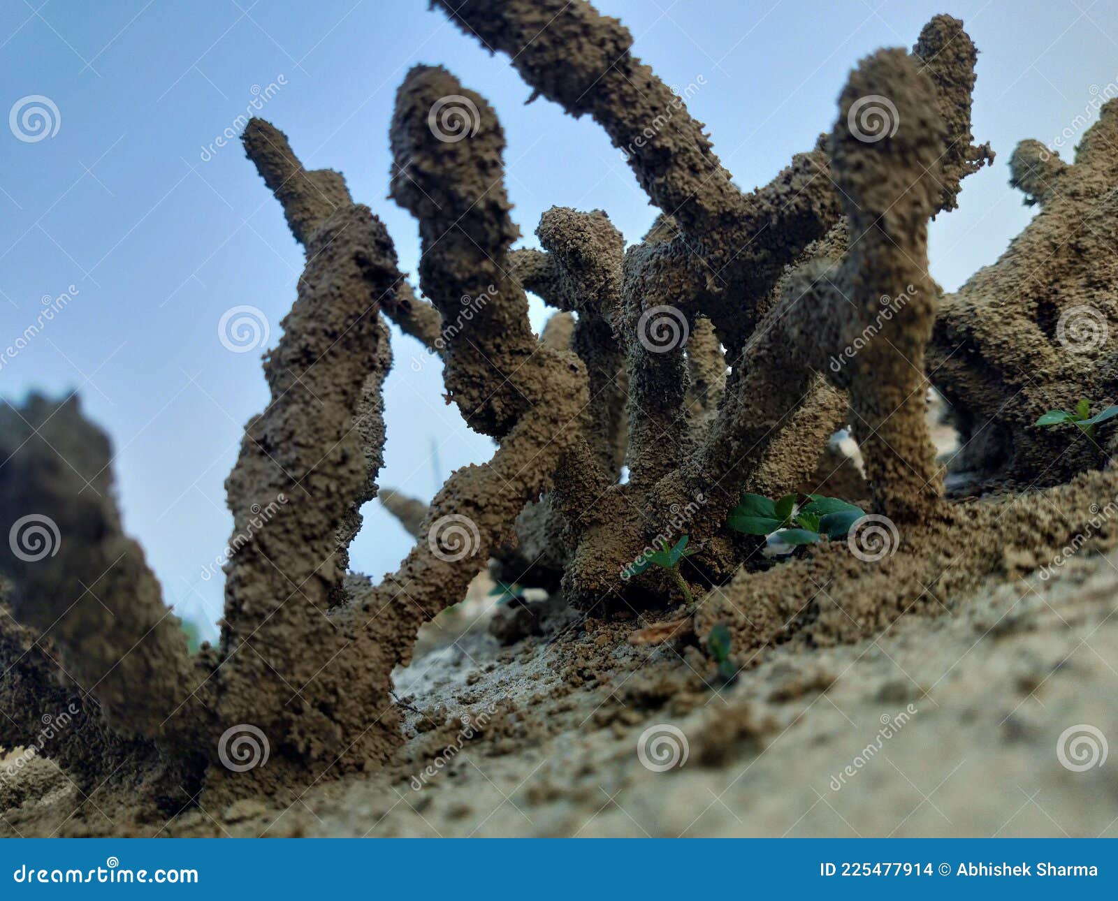 Termite sand stock photo. Image of sand, termite, real - 225477914