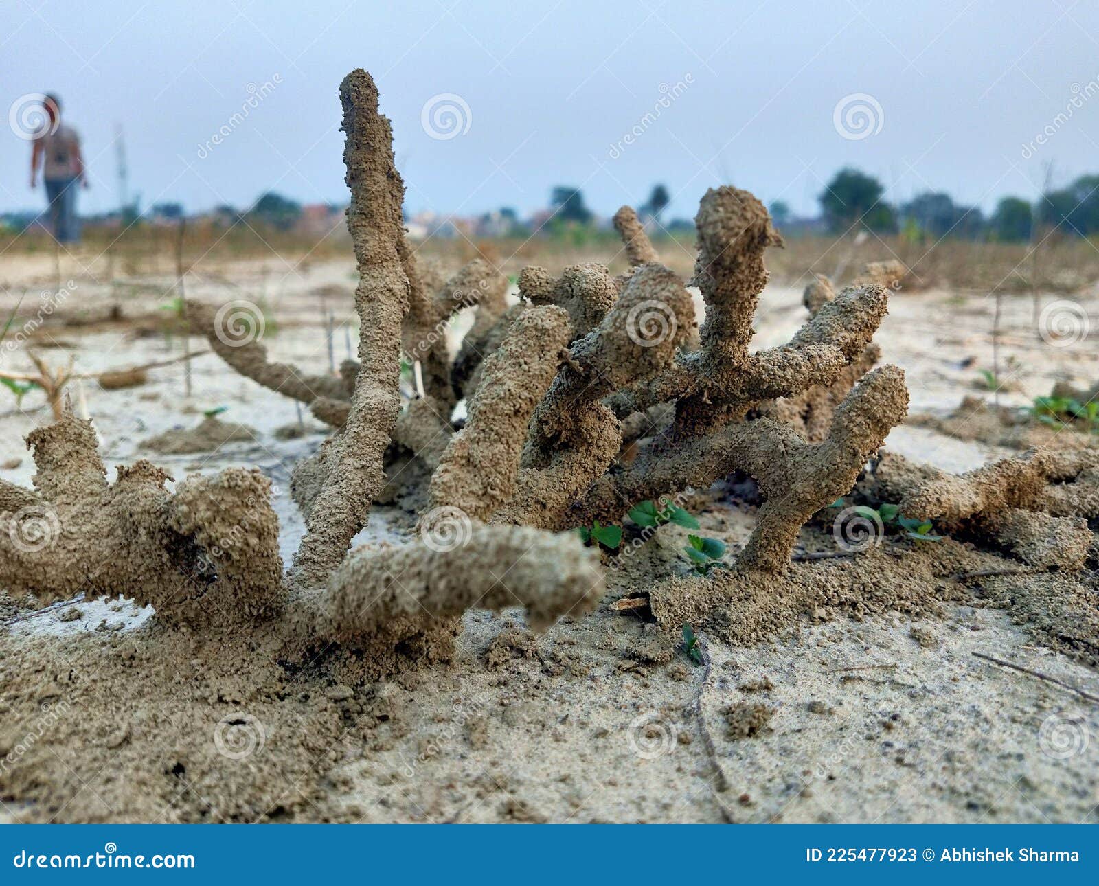 Termite sand stock image. Image of nature, flower, branch - 225477923