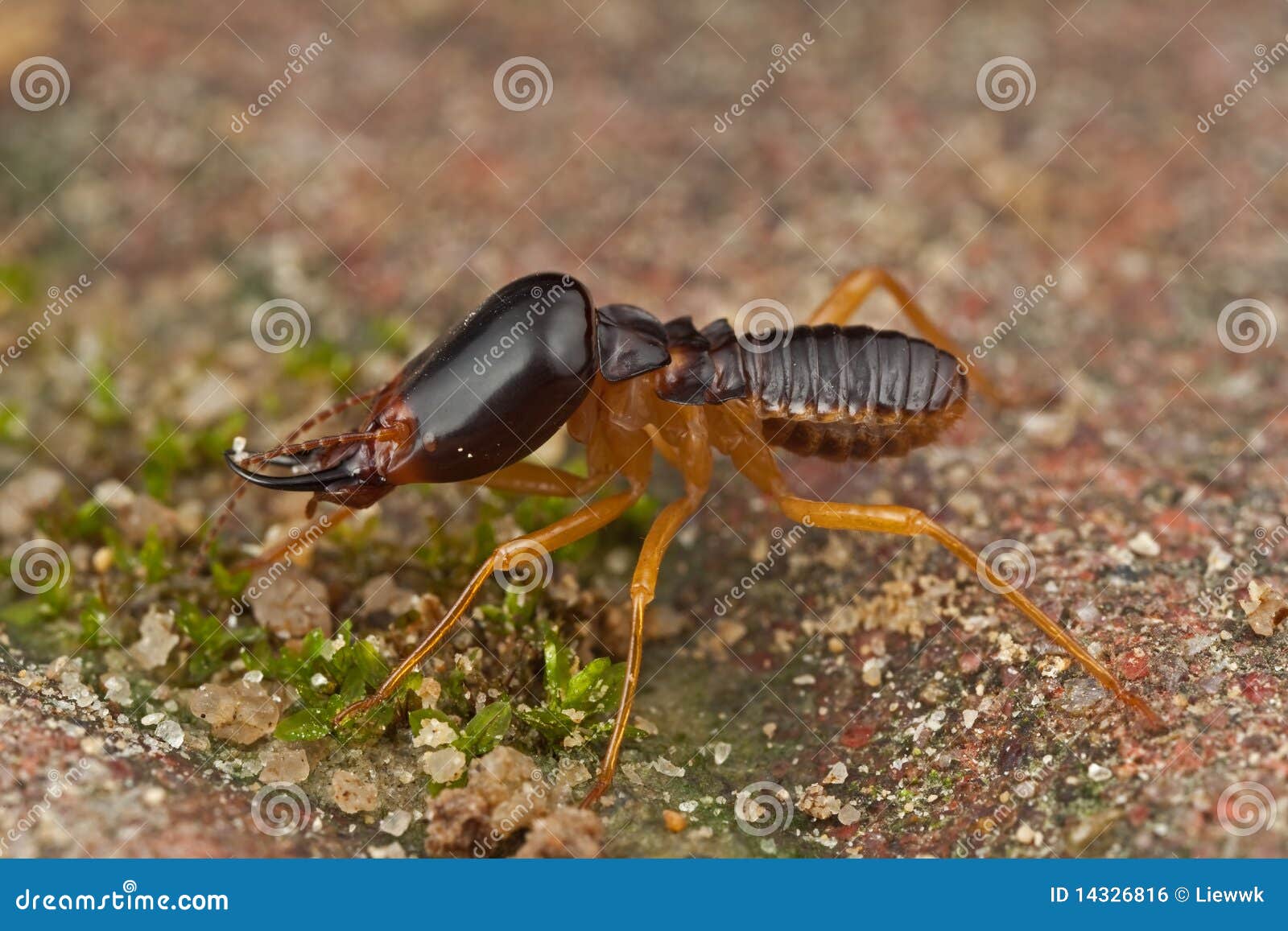 Termite side view stock photo. Image of insects, leaf - 14326816