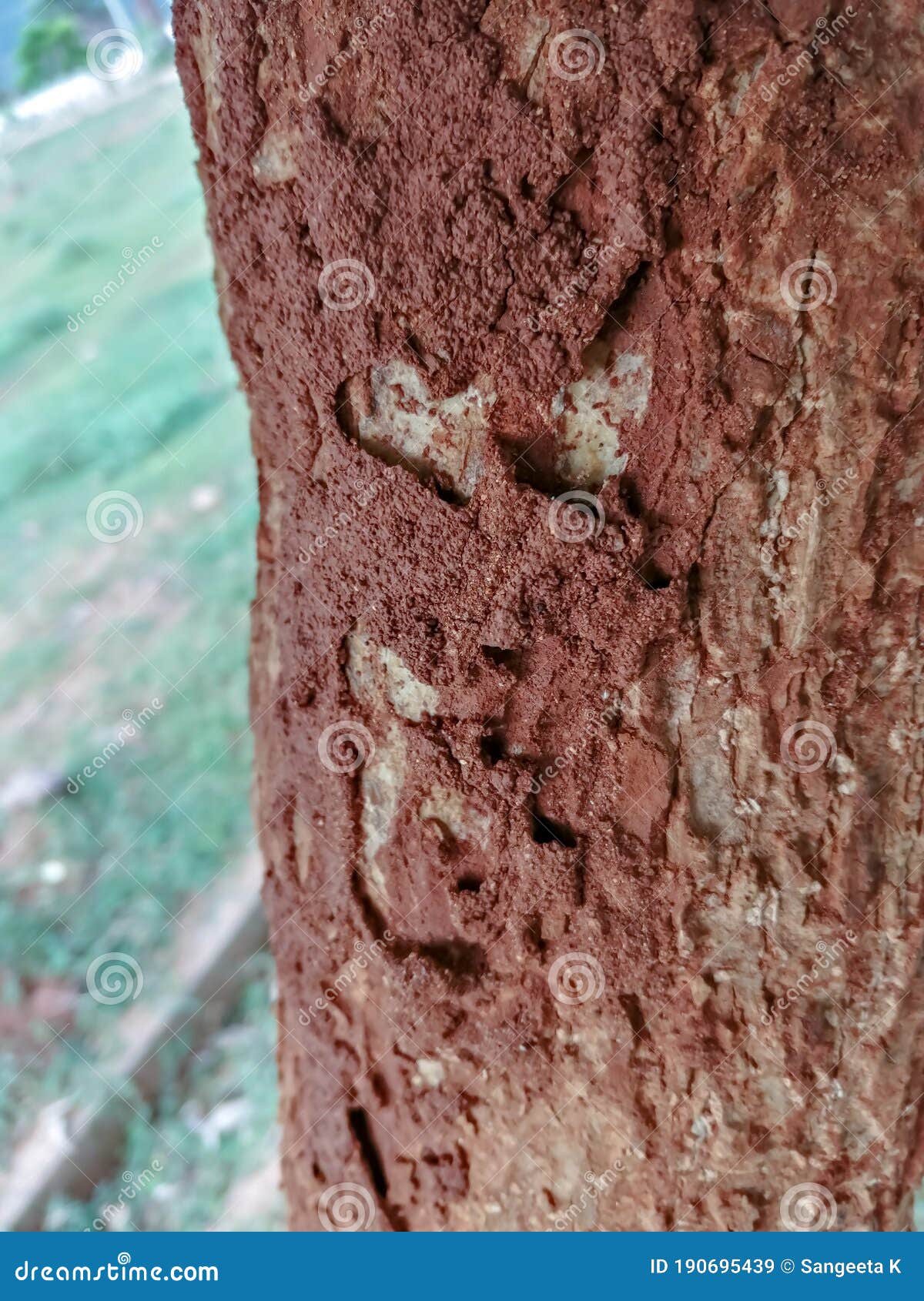 Termite Soil Sheet on the Tree Trunk Stock Image - Image of dessert ...