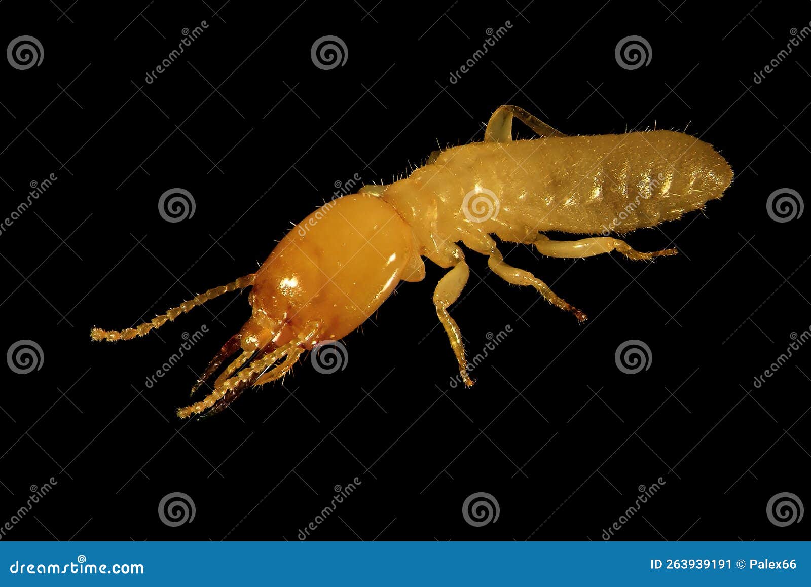 Black Soldier Termites