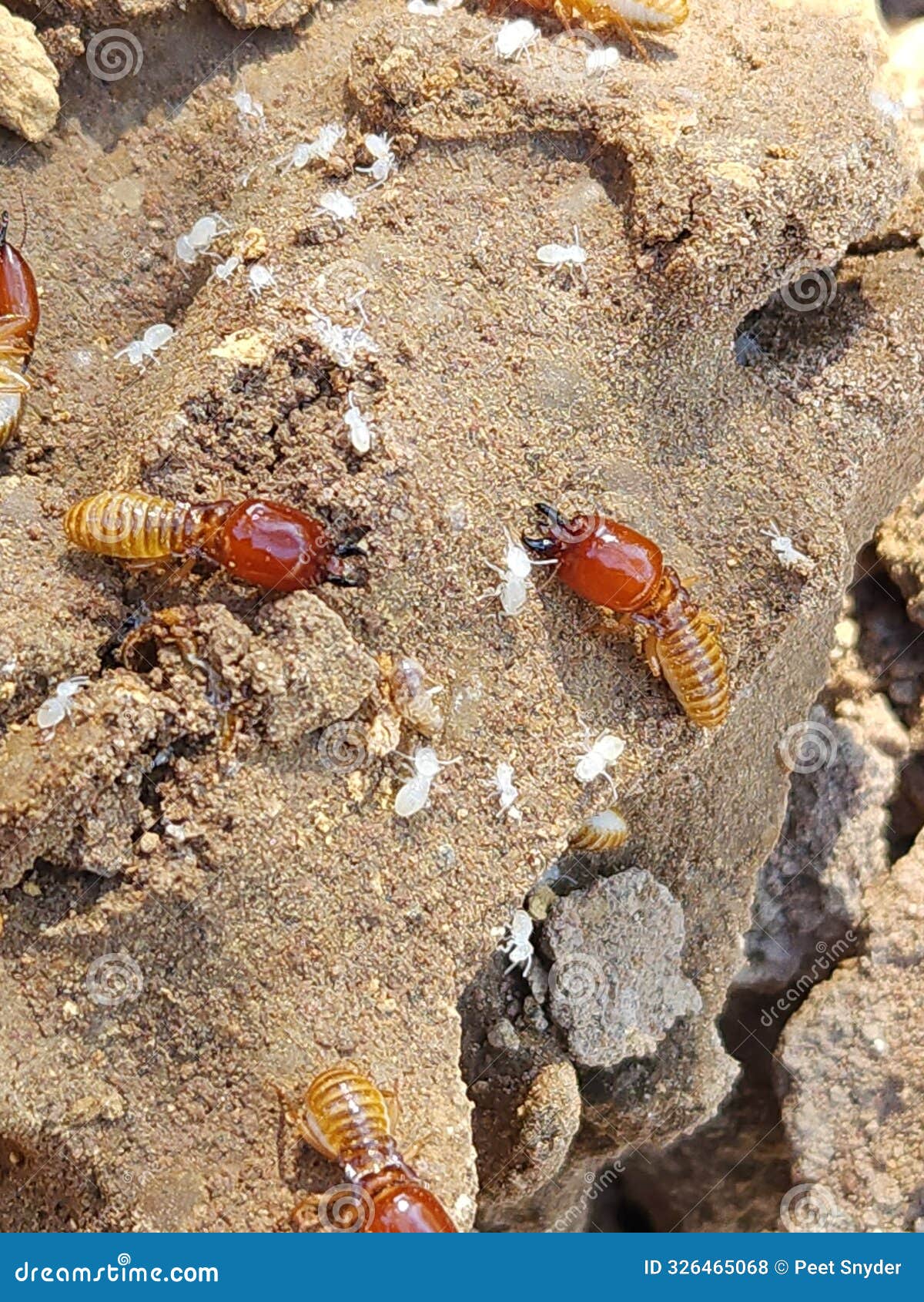 Termite Soldiers on the Ground Stock Photo - Image of insects, nimph ...