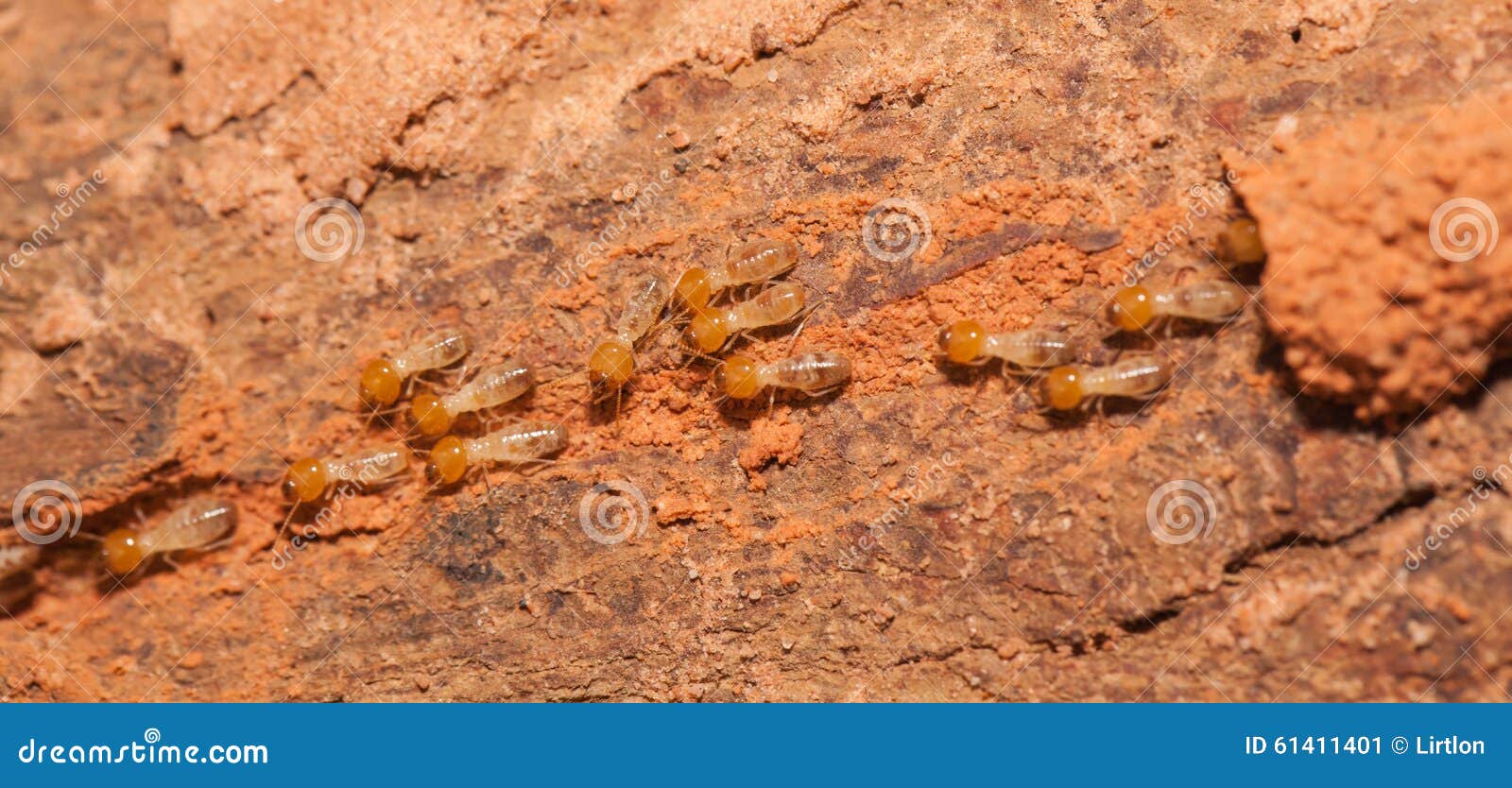 Termite team stock image. Image of tropical, tunnel, team - 61411401