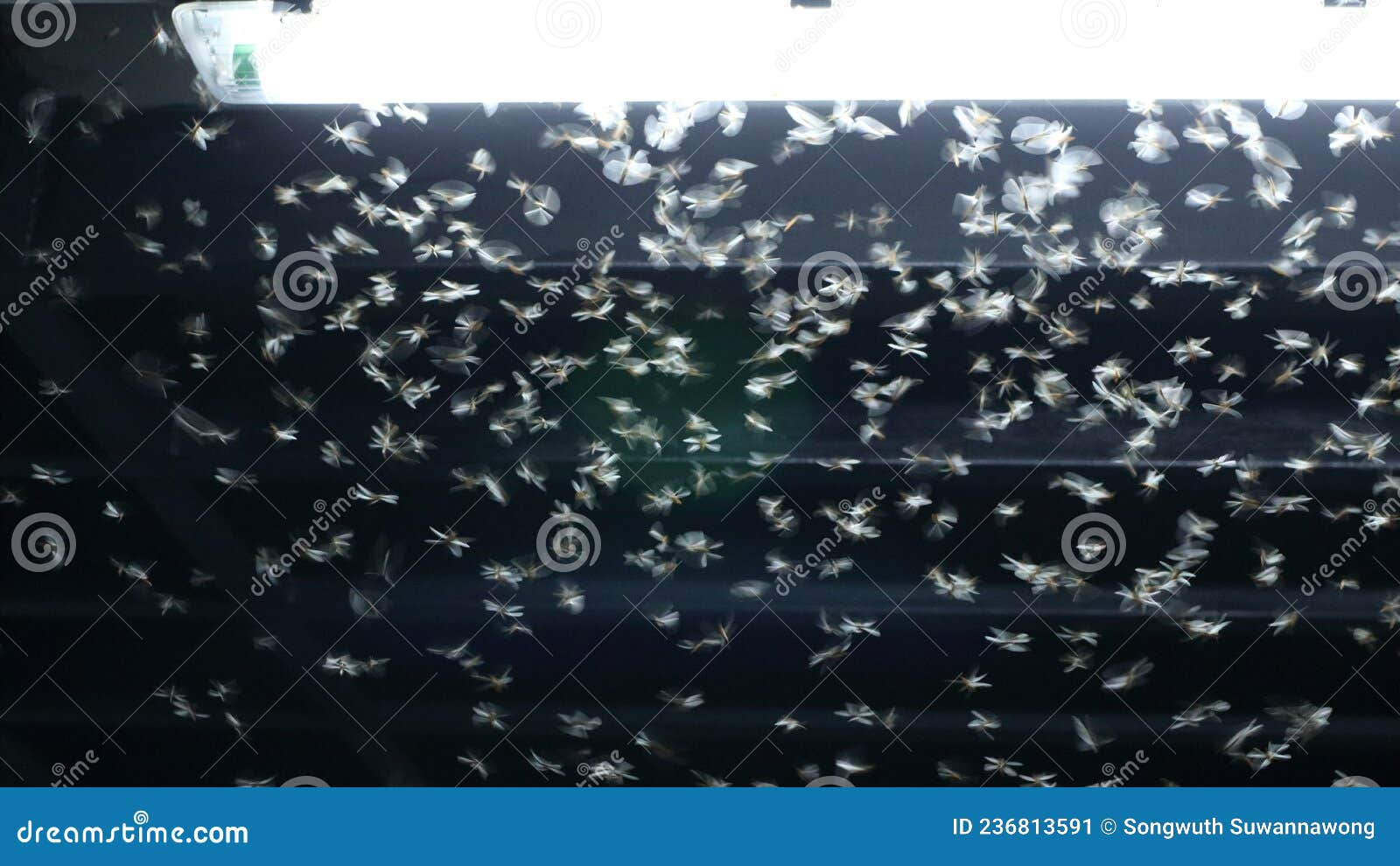 Termite, Termes, Order Isoptera, Family Termitidae and Light Stock ...