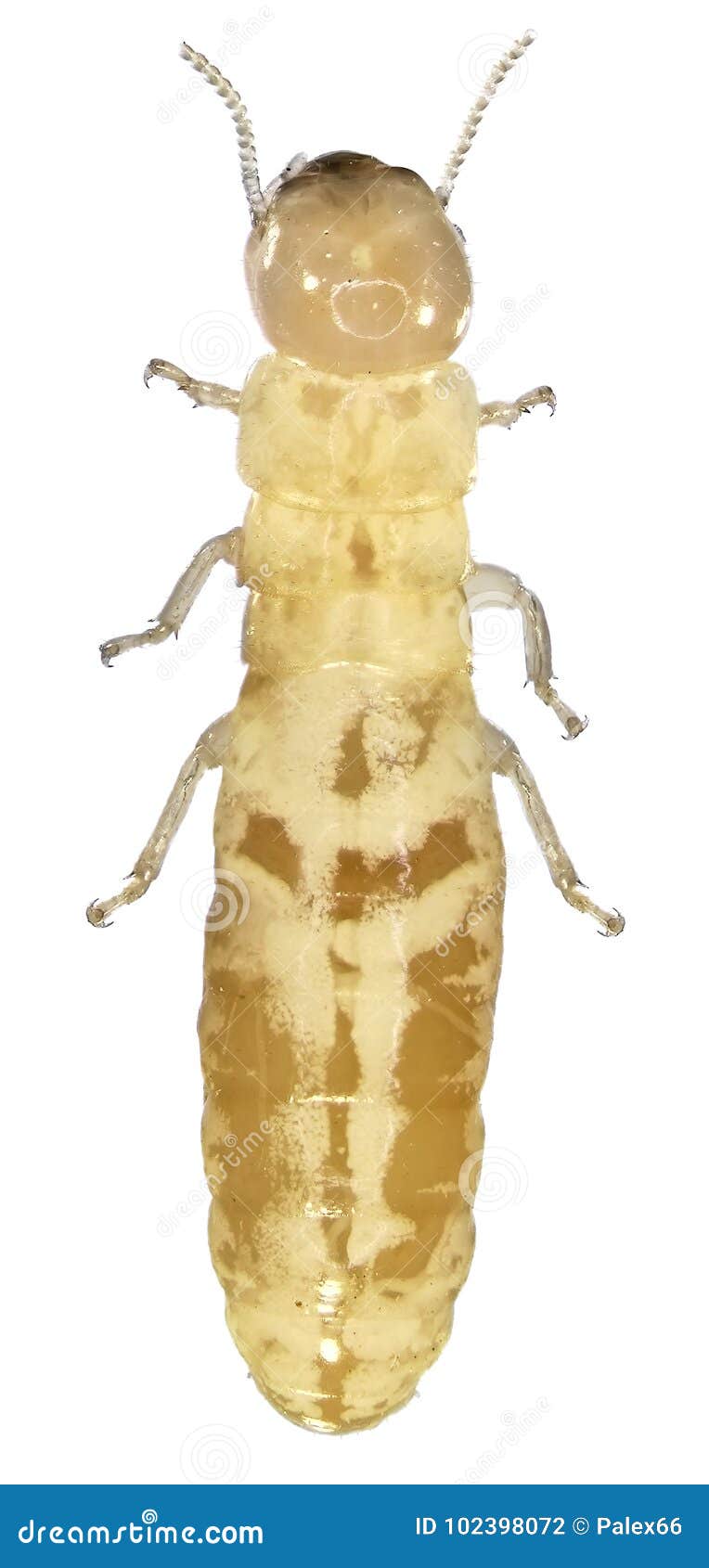 Termite stock photo. Image of damage, stage, larva, soldiers - 102398072