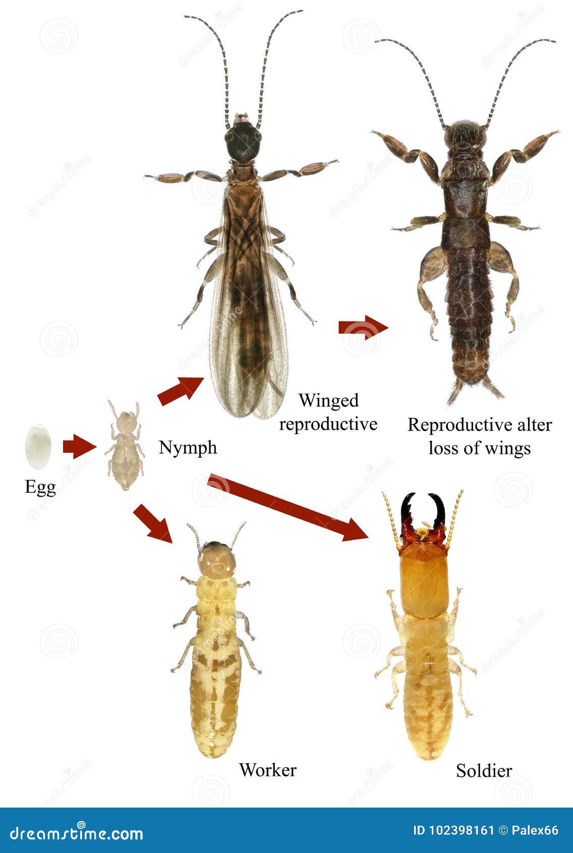 Ant Development Royalty-Free Stock Image | CartoonDealer.com #29980156