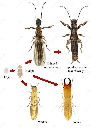 Termite stock image. Image of white, wood, fauna, closeup - 102398161