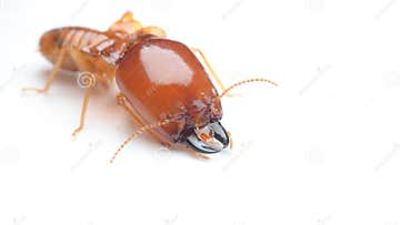 Termite stock photo. Image of macro, nuisance, colony - 80824728