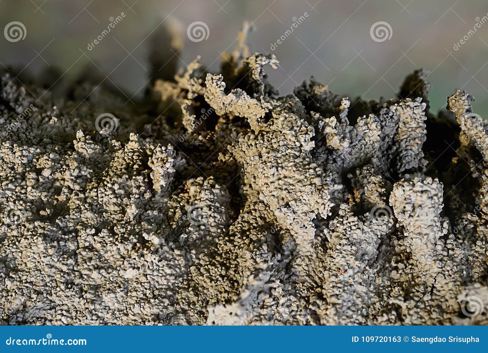 Termite stock image. Image of pest, animal, palm, building - 109720163