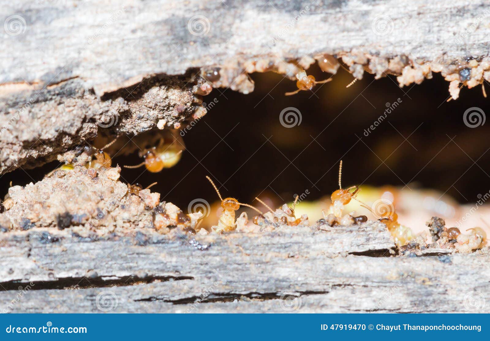 Termite stock photo. Image of season, animal, nest, life - 47919470