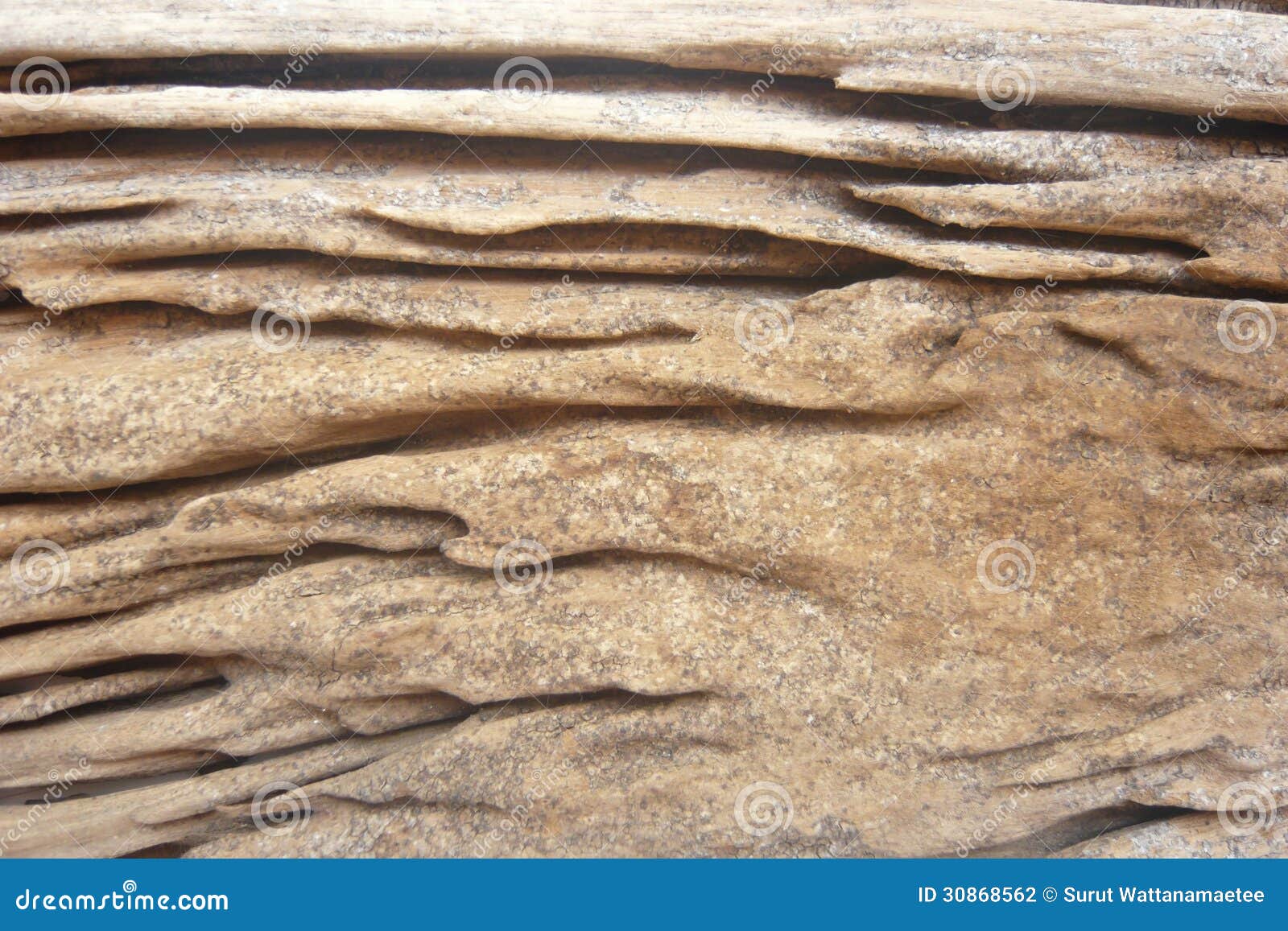 Termite Track on Wooden Wall Stock Photo - Image of group, animal: 30868562