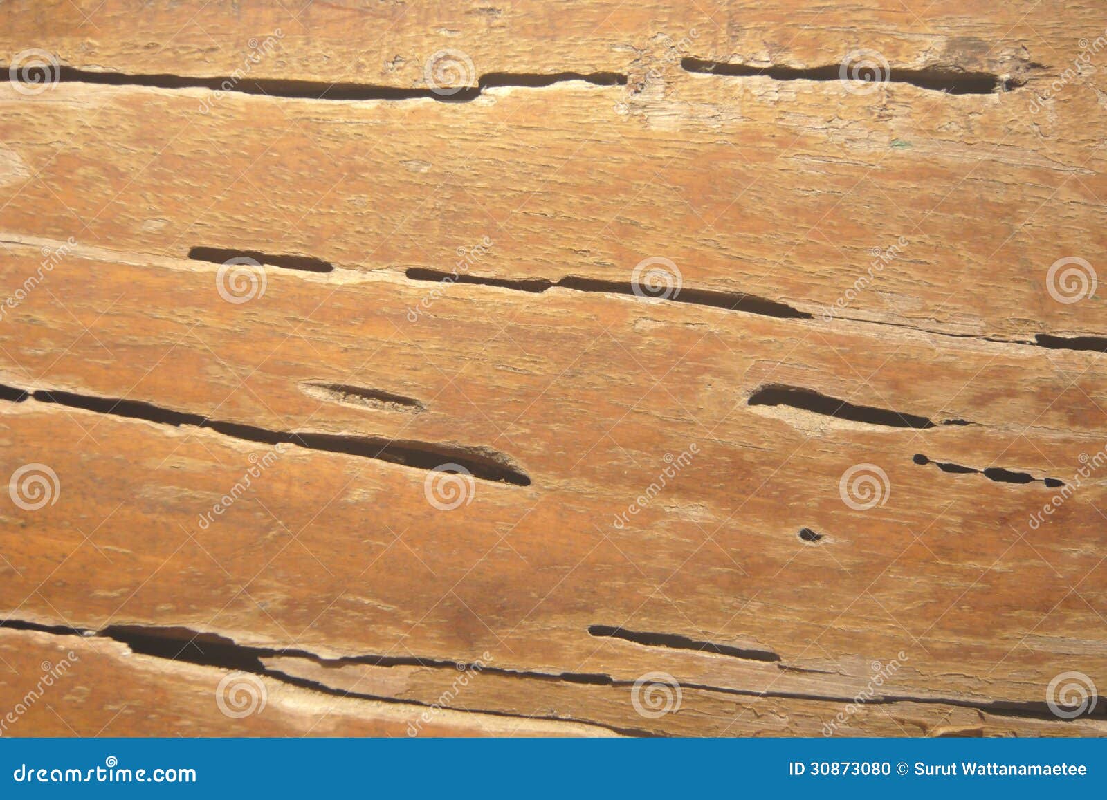 Termite Track on Wooden Wall Stock Photo - Image of home, insect: 30873080