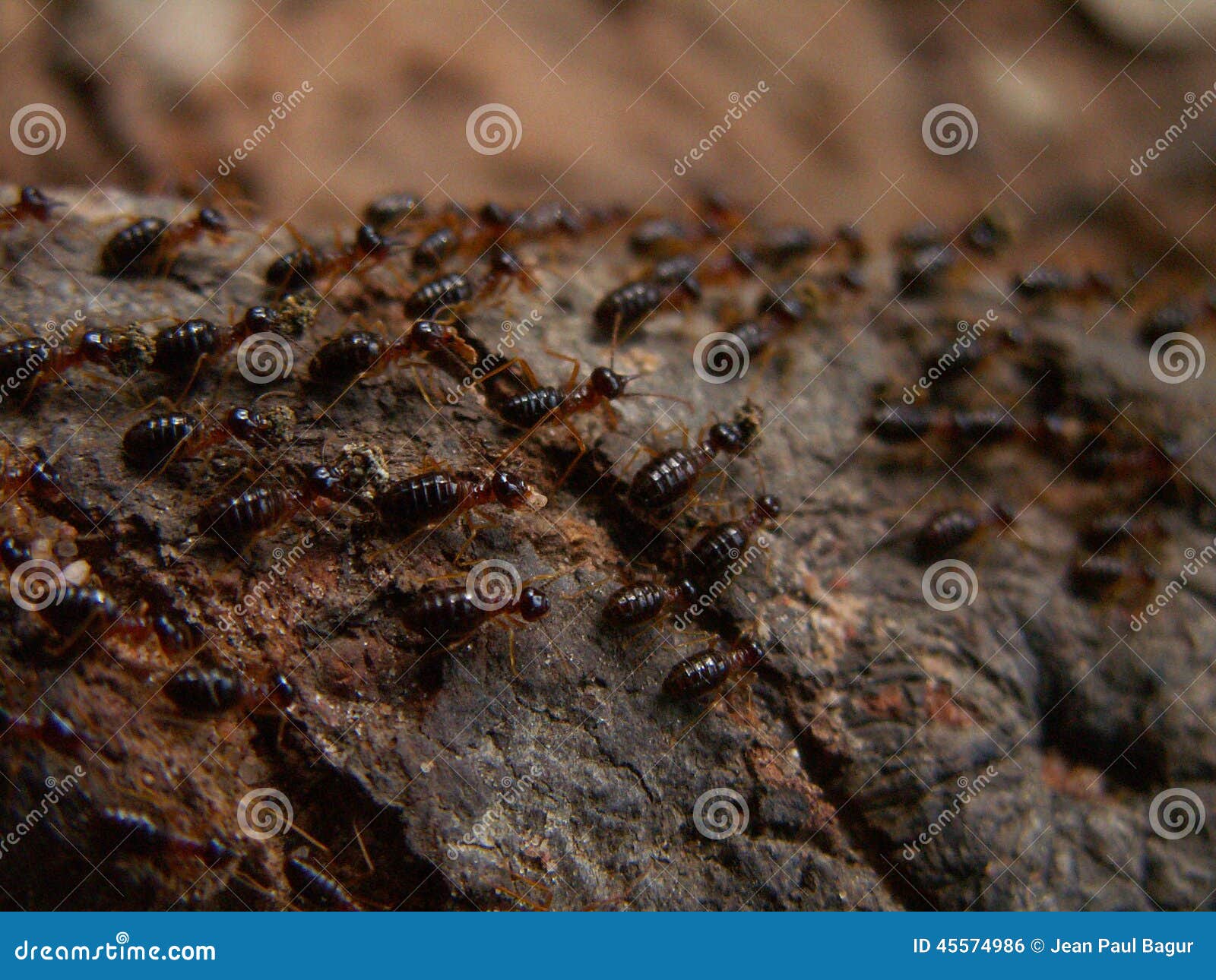 Termite Trail Macro stock photo. Image of asia, insect - 45574986