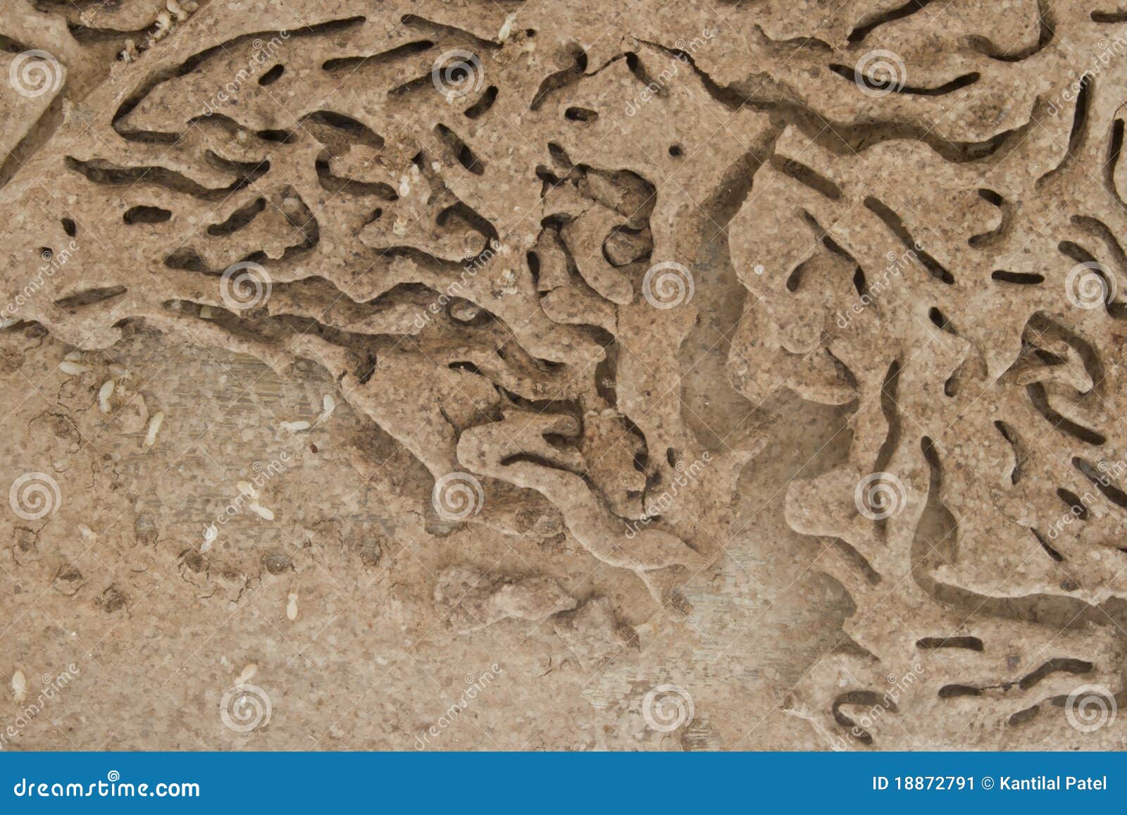 Termite trails landscape stock image. Image of lumber - 18872791