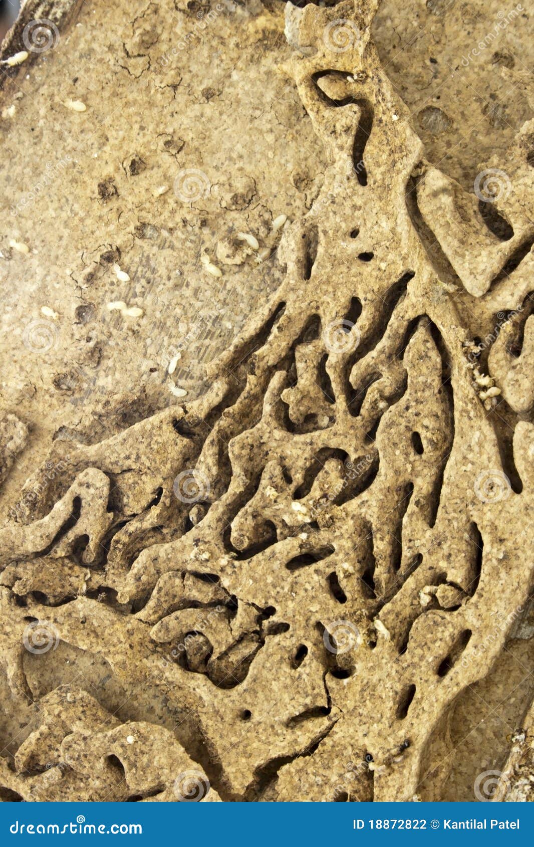 Termite trails portrait stock photo. Image of spolied - 18872822