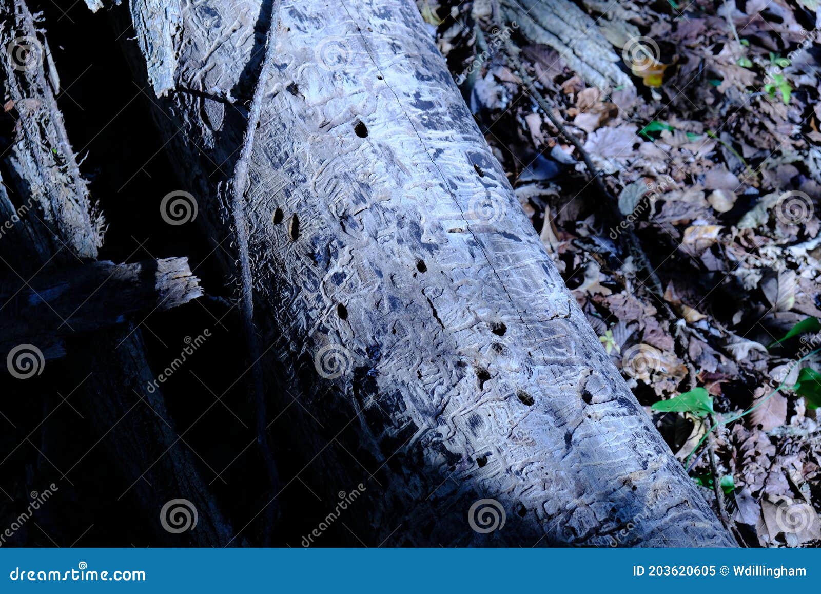 Termite Tree Trunk in Indian Bayou Louisiana 2 Stock Image - Image of ...