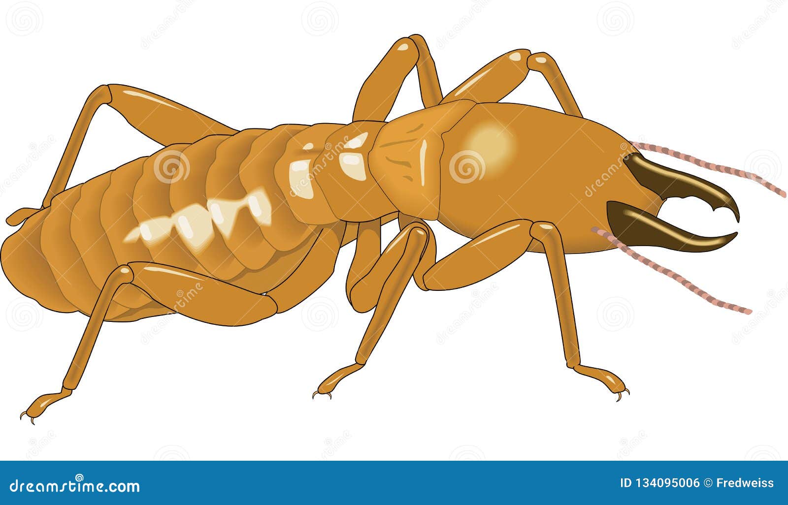 Termite Vector Illustration Stock Vector - Illustration of vector ...