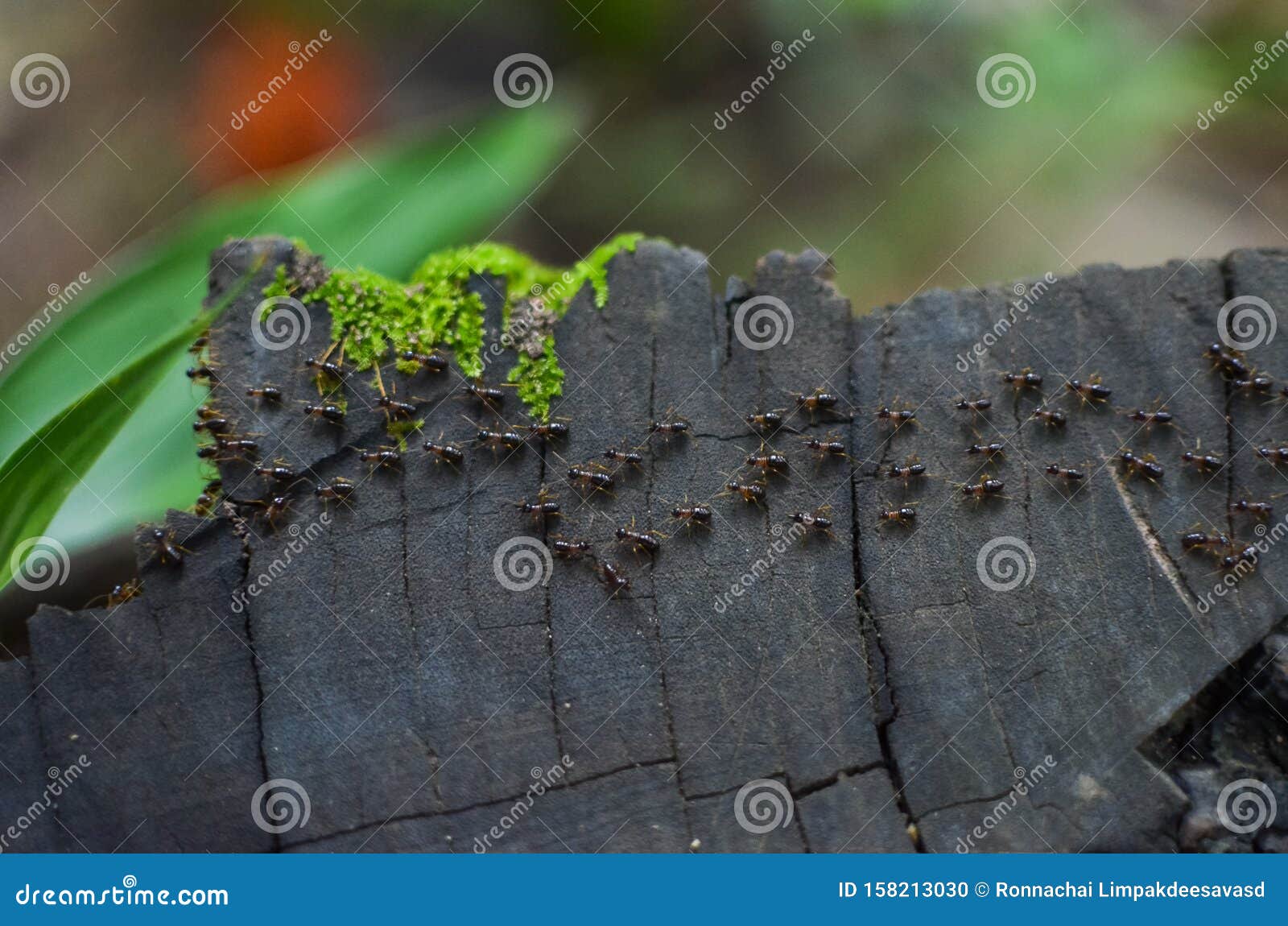 Termite walking on old log stock photo. Image of grained - 158213030