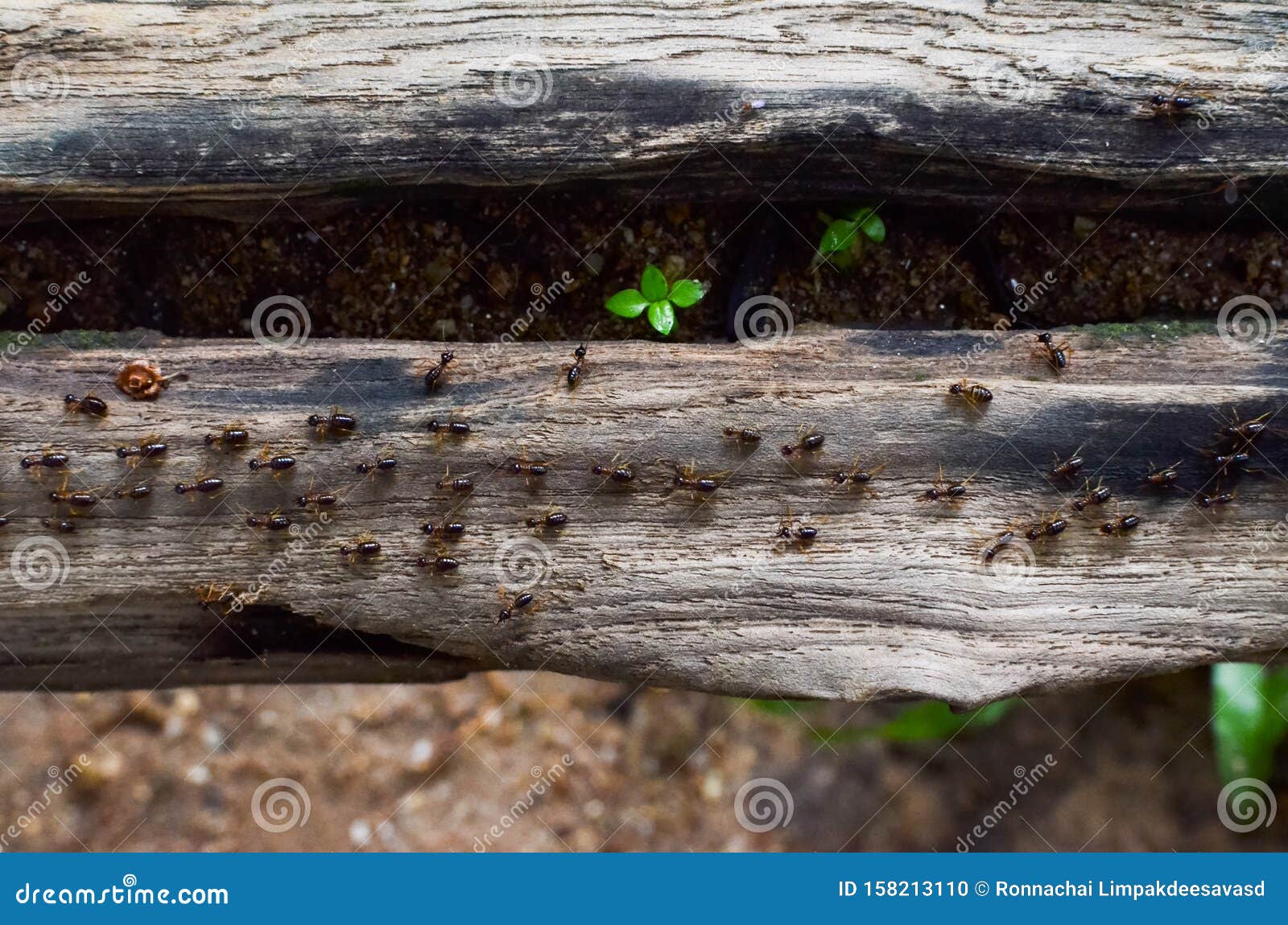 Termite walking on old log stock photo. Image of homeowner - 158213110