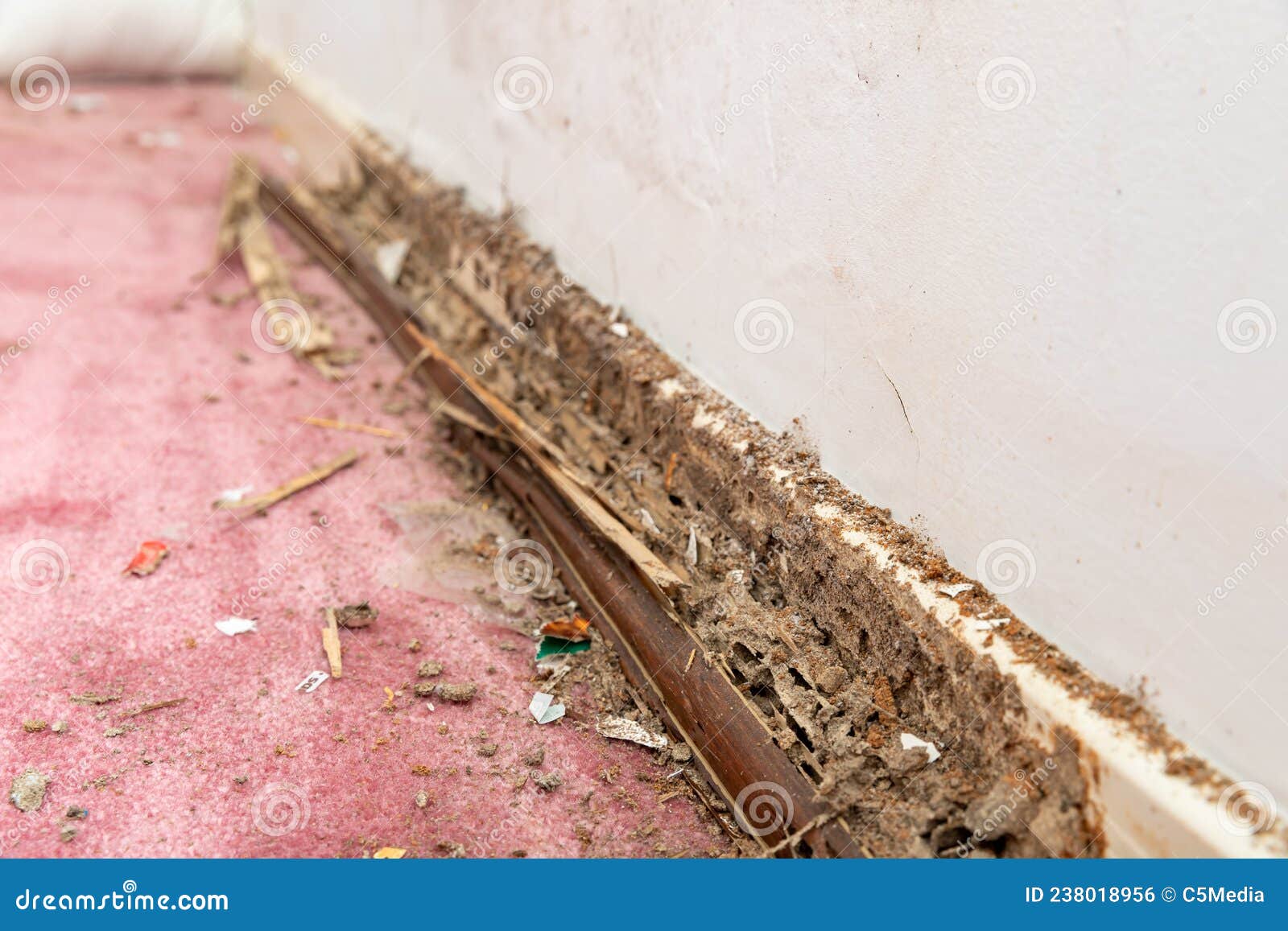 Wall Baseboard Damaged by Termites and Water, Selective Focus Stock ...