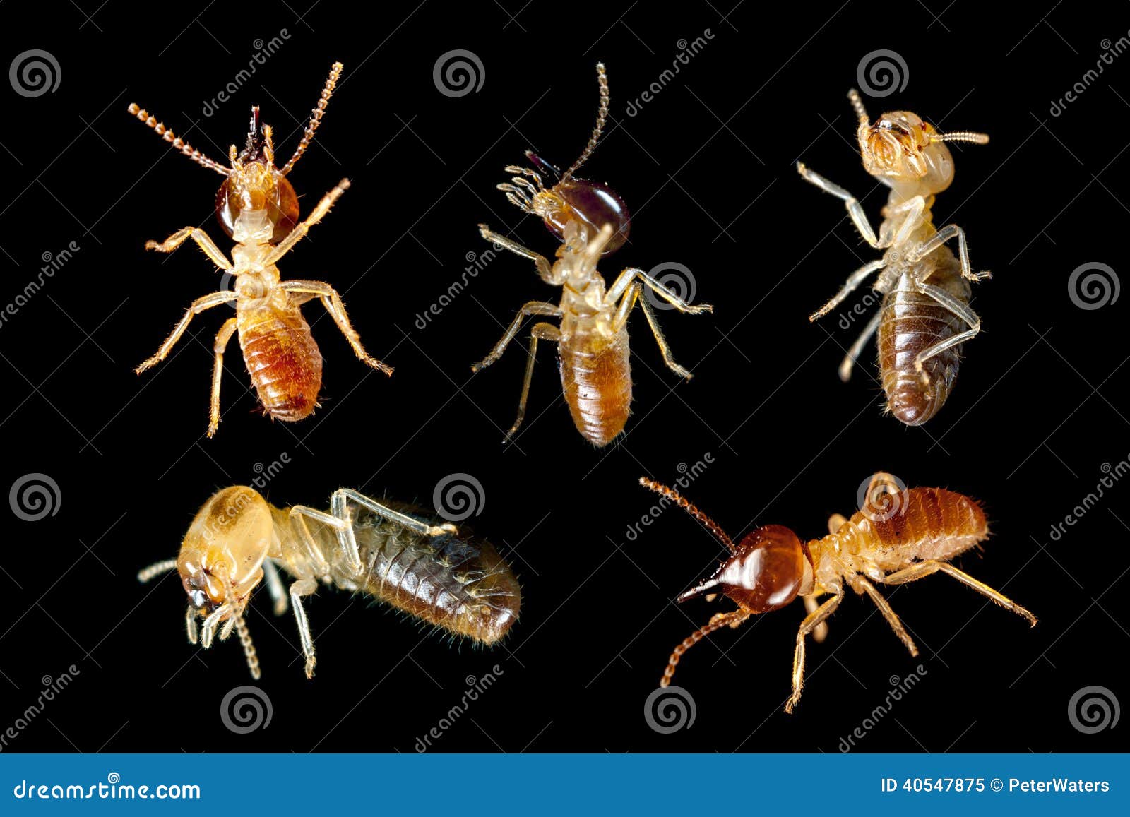 Termite white ant isolated stock image. Image of white - 40547875
