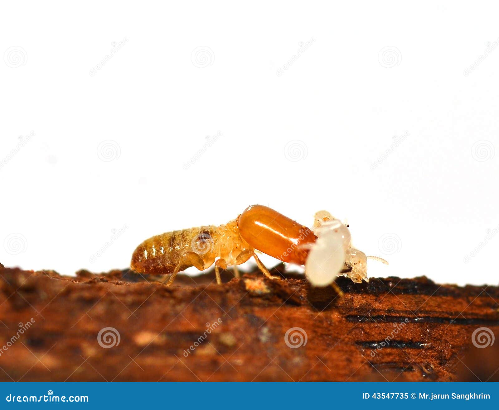 131 Dead Termite Queen Stock Photos - Free & Royalty-Free Stock Photos ...