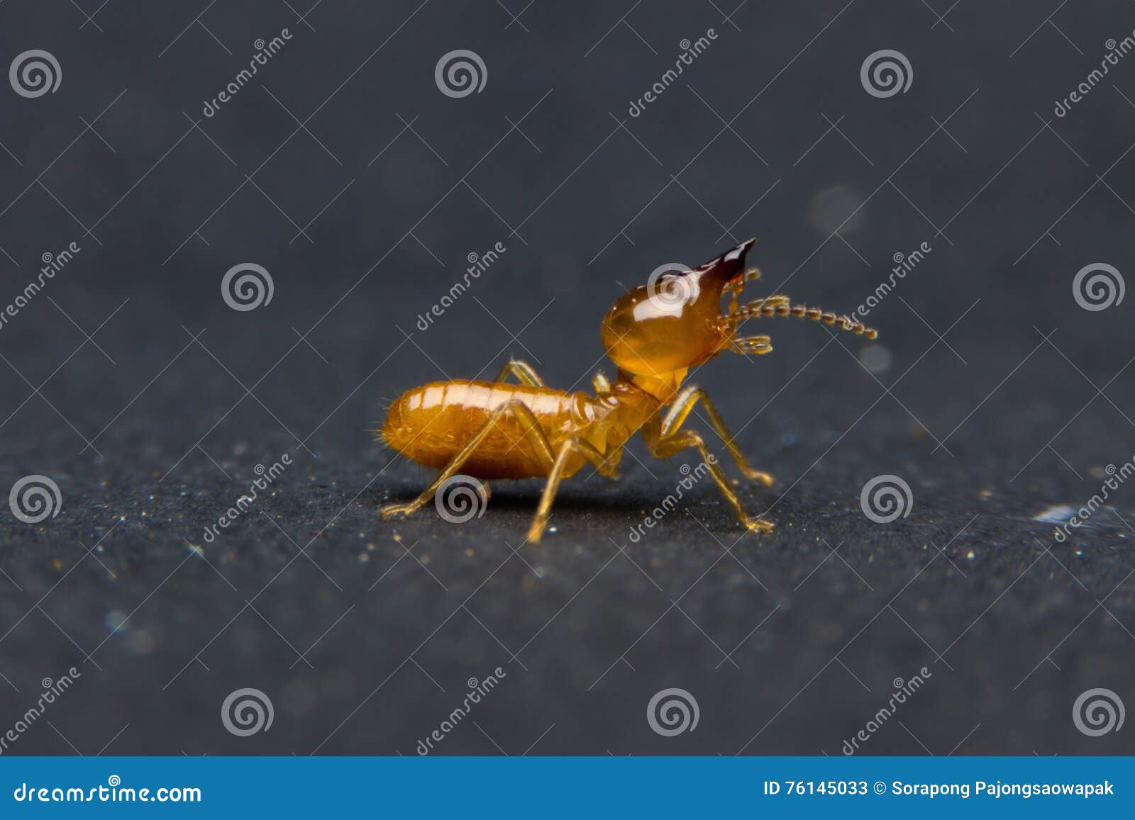 Termite on White Background Stock Image - Image of lumber, nest: 76145033