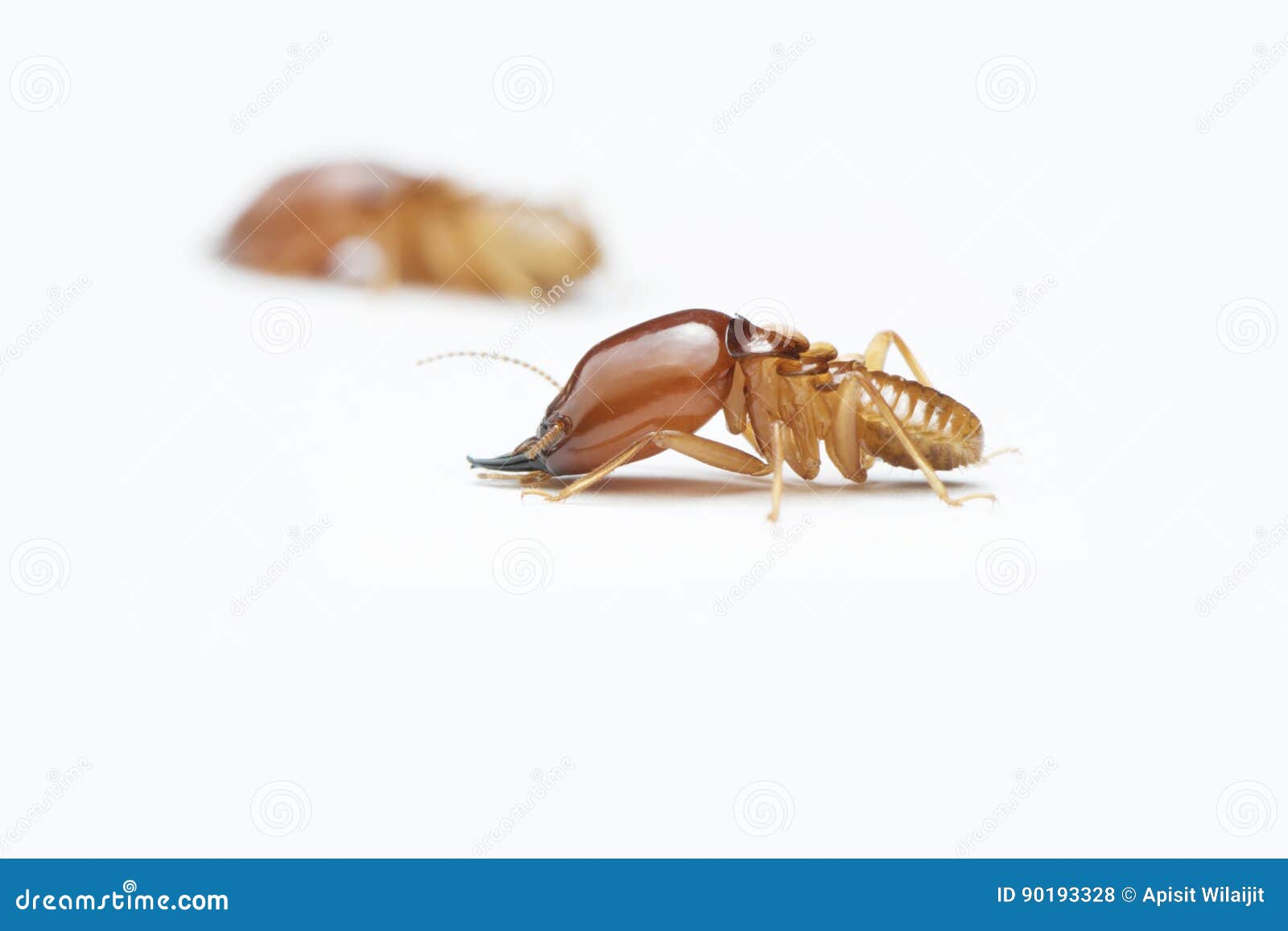 Termite on White Background in Thailand. Stock Photo - Image of ...