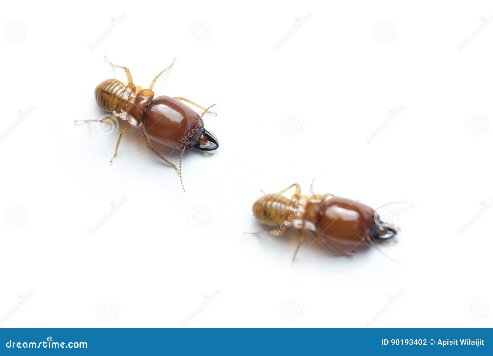 Termite on White Background in Thailand. Stock Photo - Image of mound ...