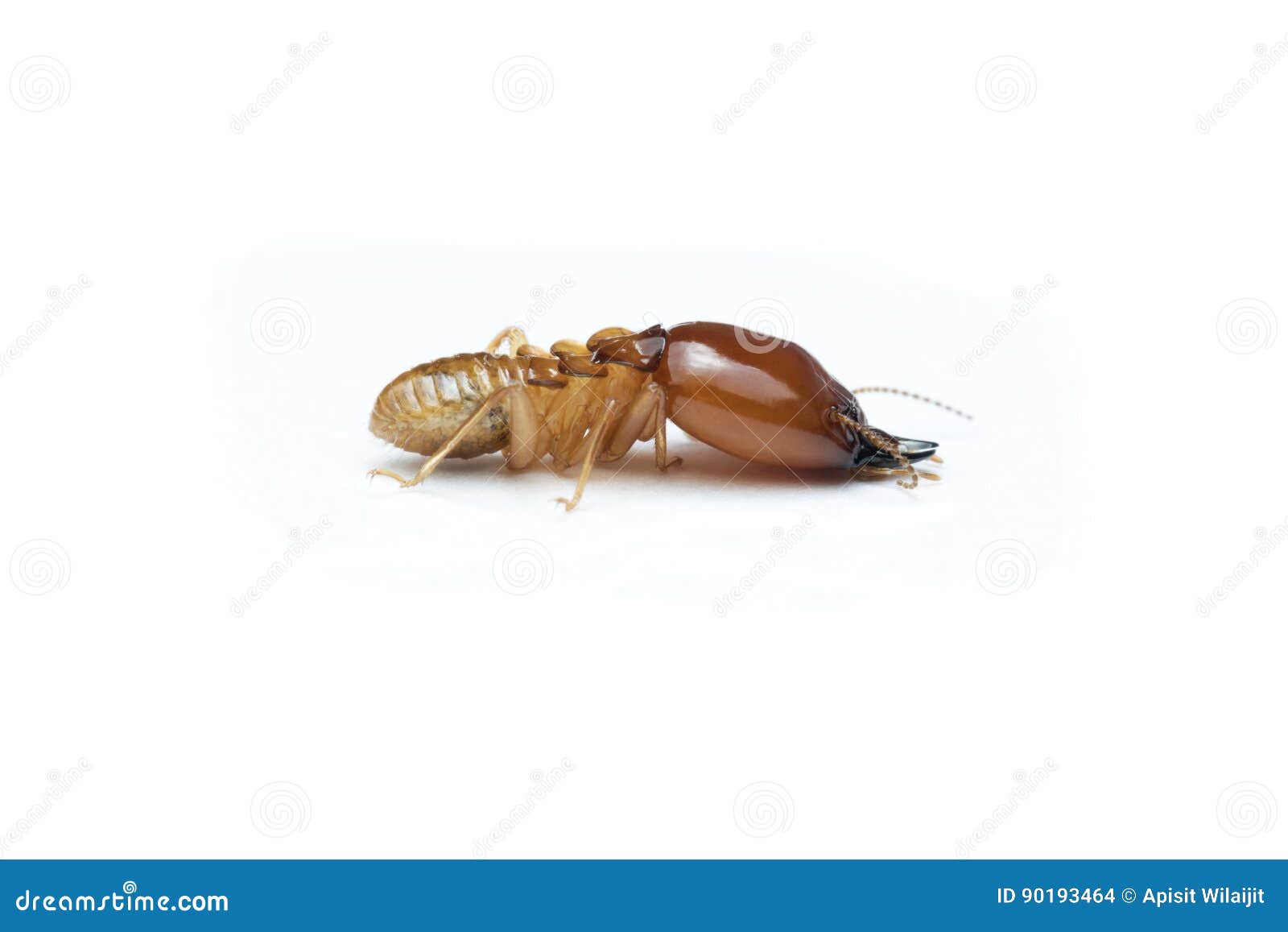 Termite on White Background in Thailand. Stock Photo - Image of mound ...