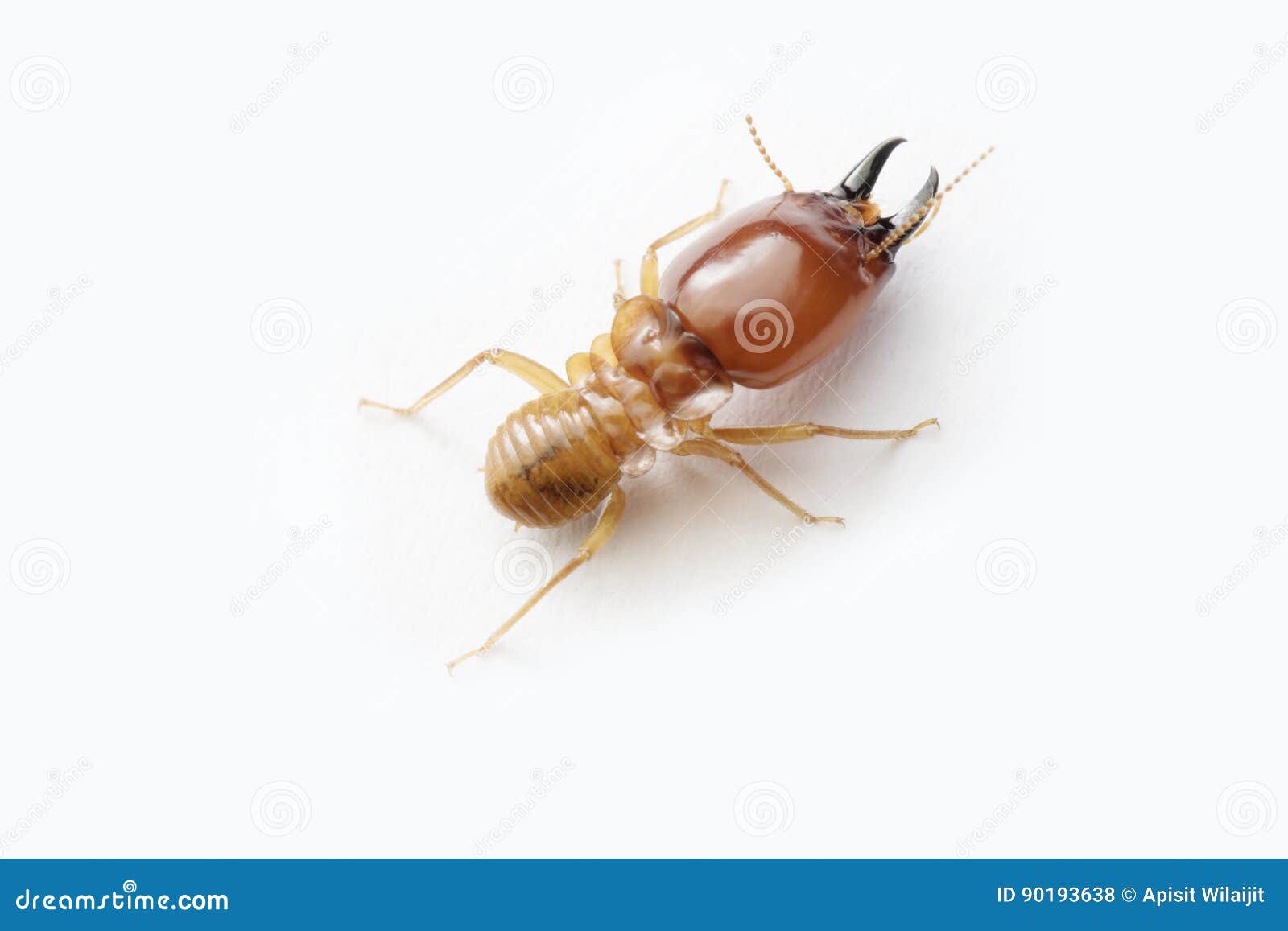 Termite on White Background in Thailand. Stock Photo - Image of damage ...