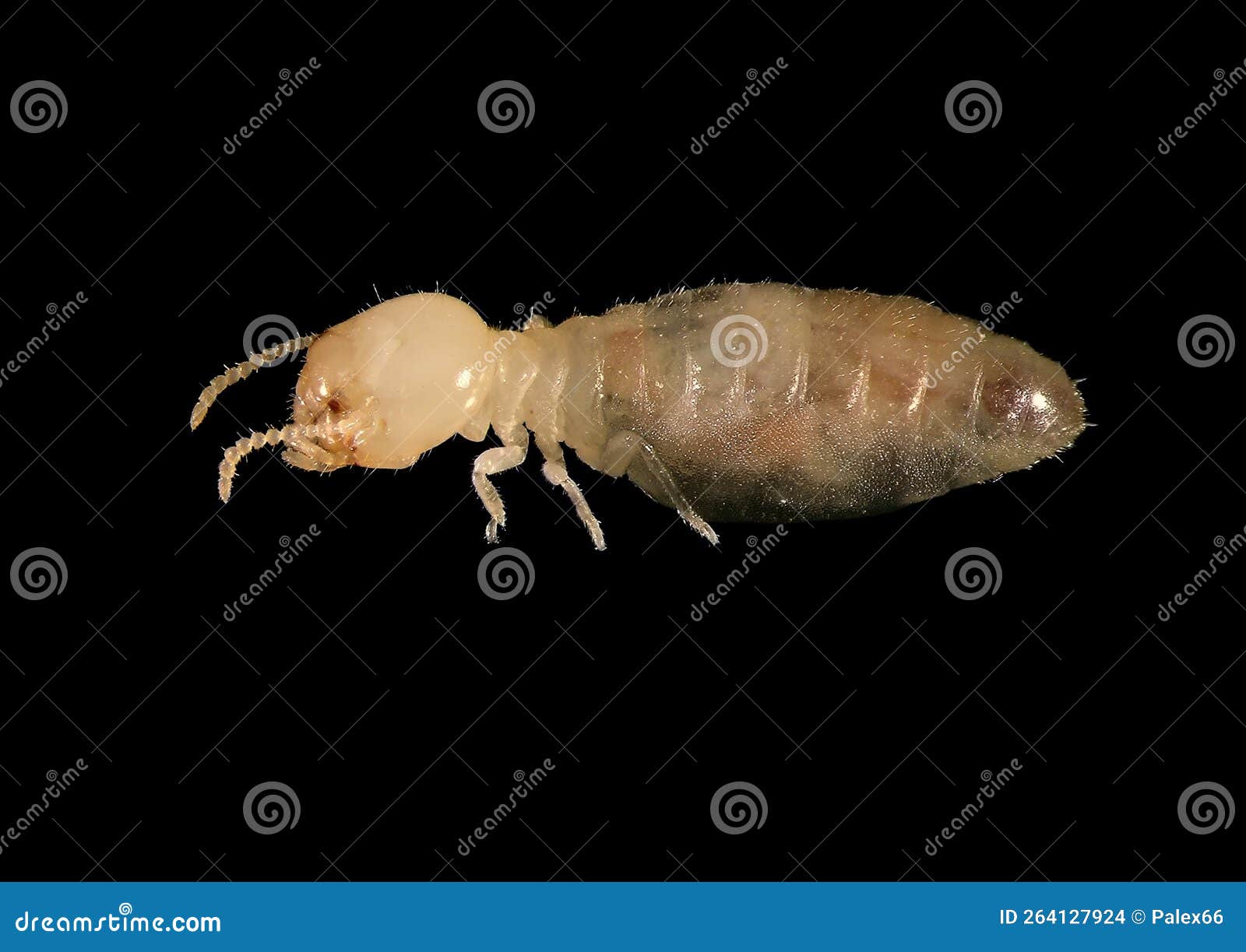 Termite. Worker stock photo. Image of closeup, fauna - 264127924