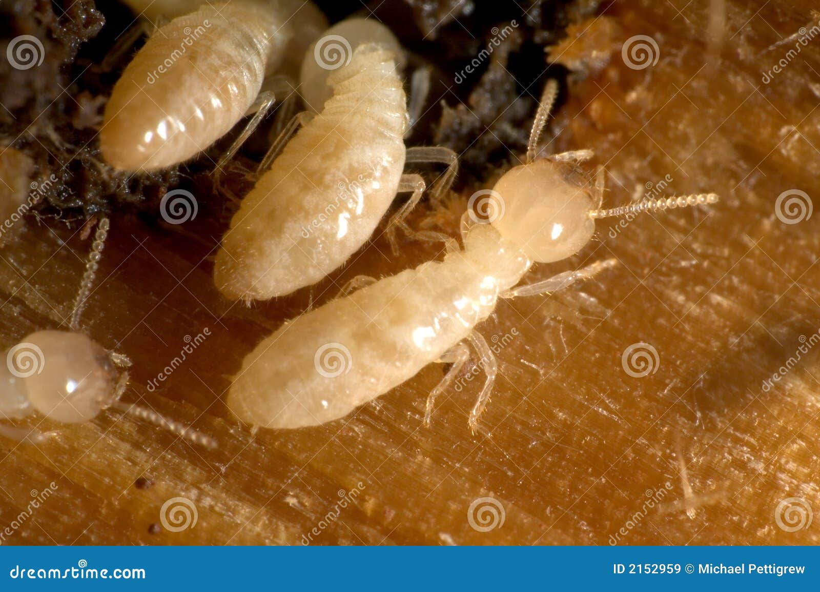 Termites stock image. Image of timber, wood, macro, insecta - 2152959