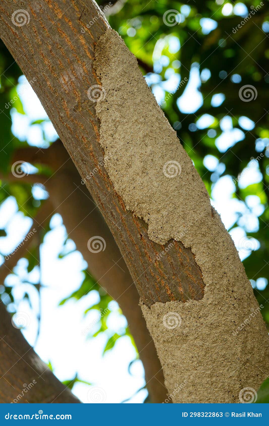 Termites Attack Living Trees and Build Mud Tubes Stock Image - Image of ...