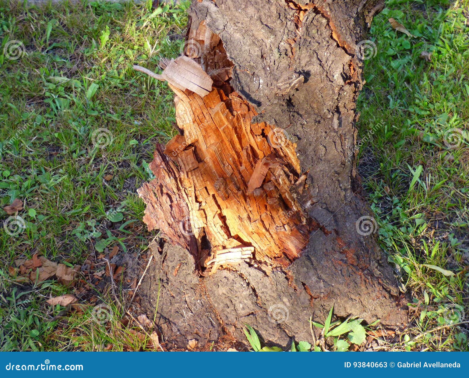 Termites attack stock image. Image of nature, devastated - 93840663