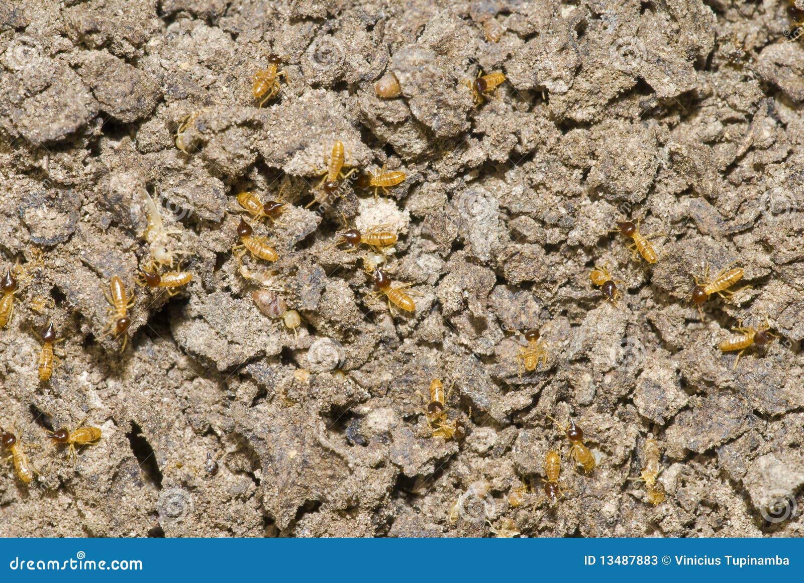 Termites Colony stock image. Image of nature, detail - 13487883