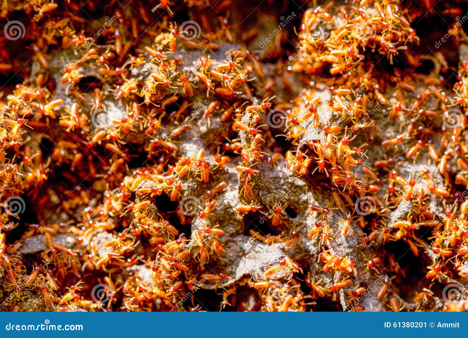 Termites Colony Close Up stock image. Image of stem, brown - 61380201