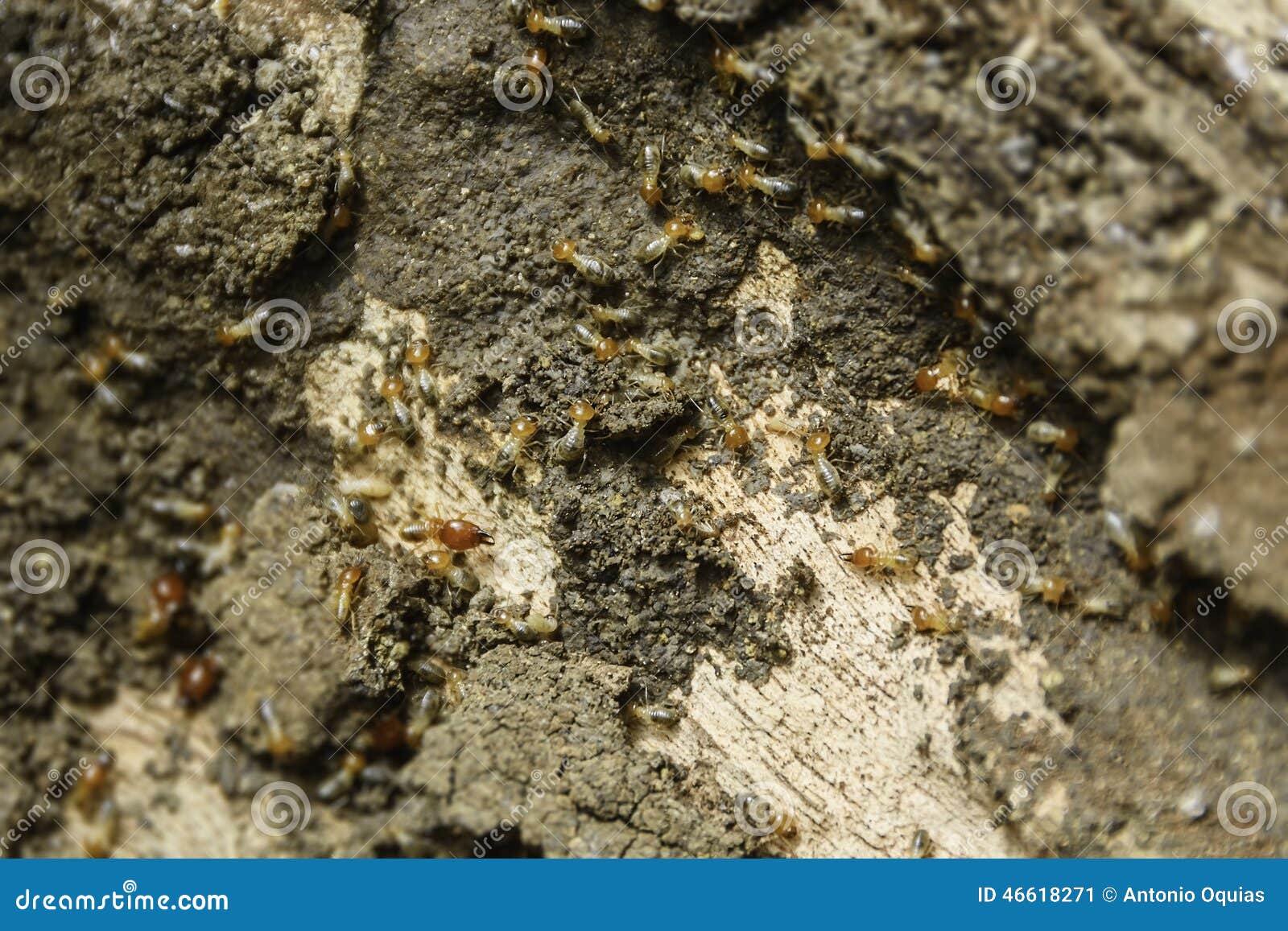 Termites Colony stock image. Image of termites, active - 46618271