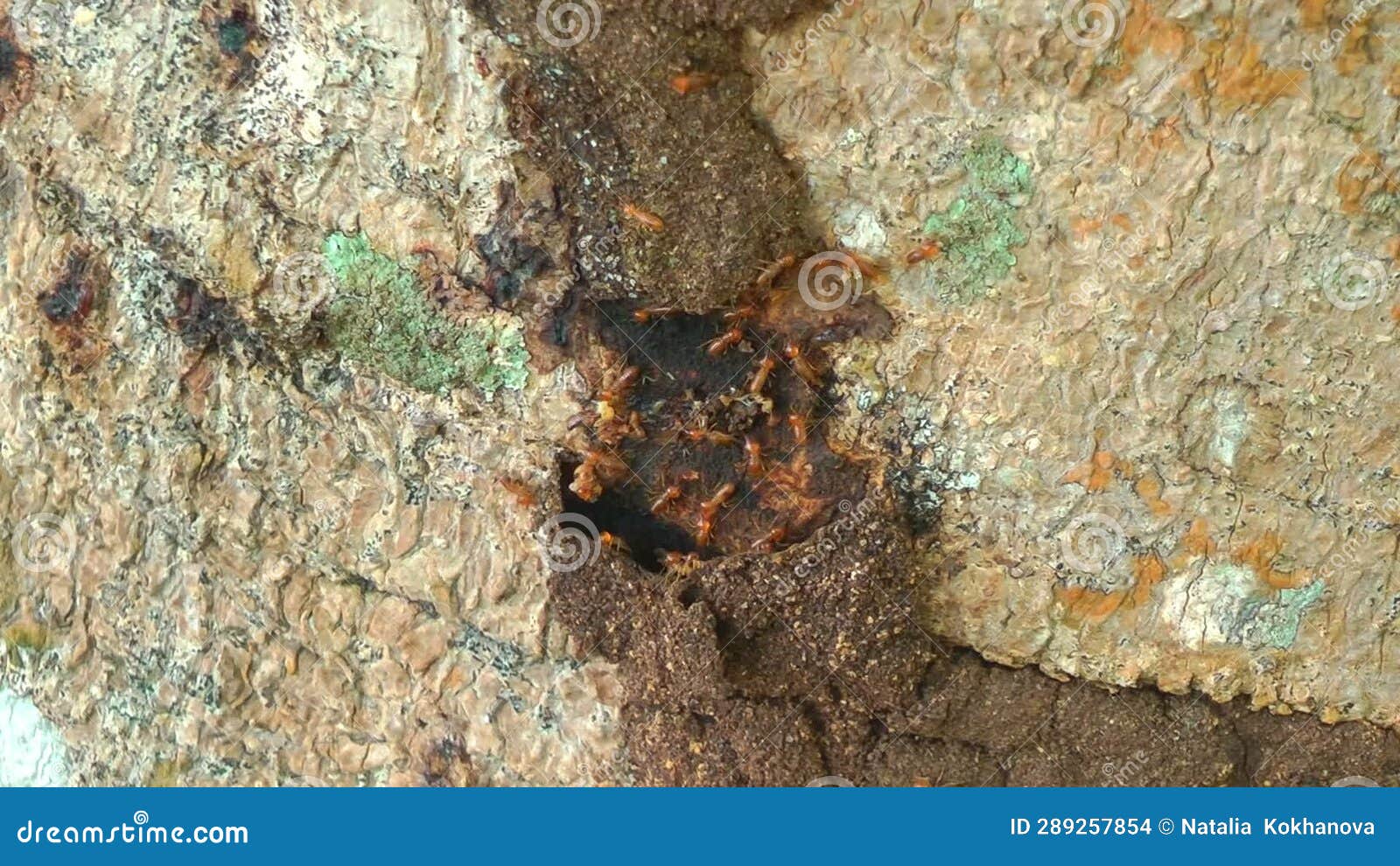 Termites Crawl Under the Bark of a Tree in a Paved Tunnel. Forest Pests ...