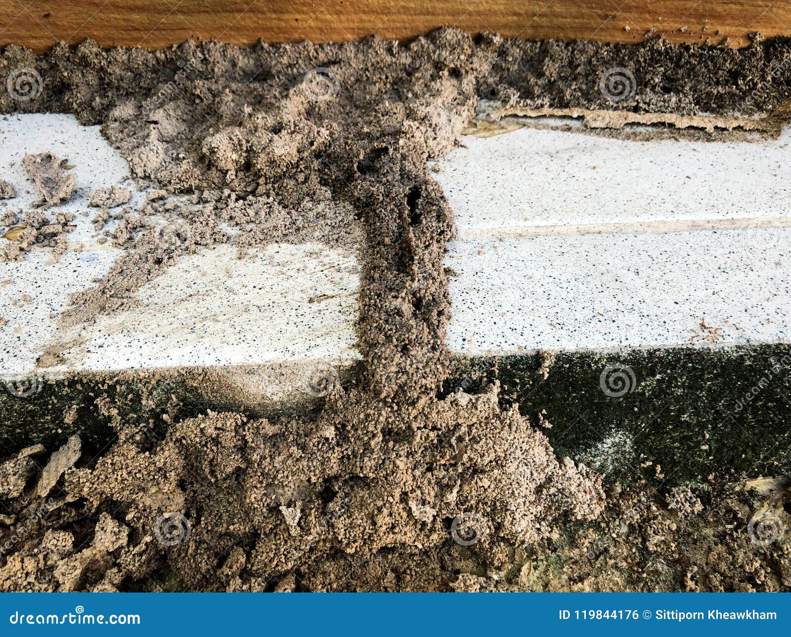 Termites Destroy Wooden Doors In The Kitchen And The Location Of ...