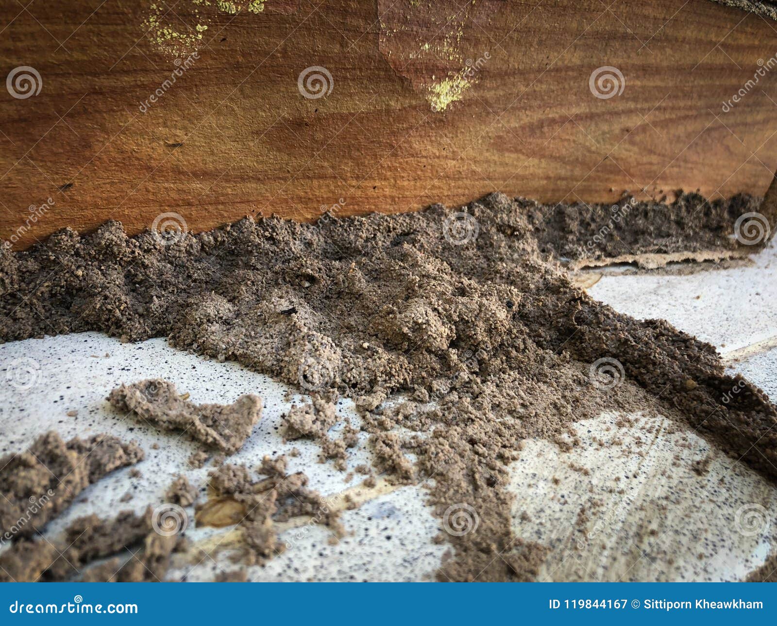 Termites Destroy Wooden Doors In The Kitchen And The Location Of ...