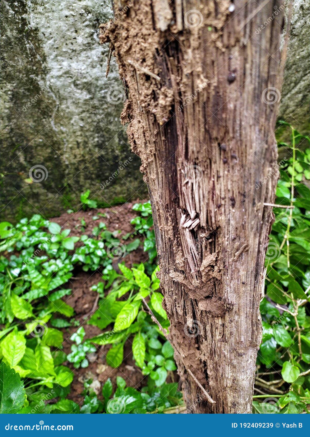 Termites Destroyed a Tree Bark, Pest Stock Image - Image of hole, decor ...